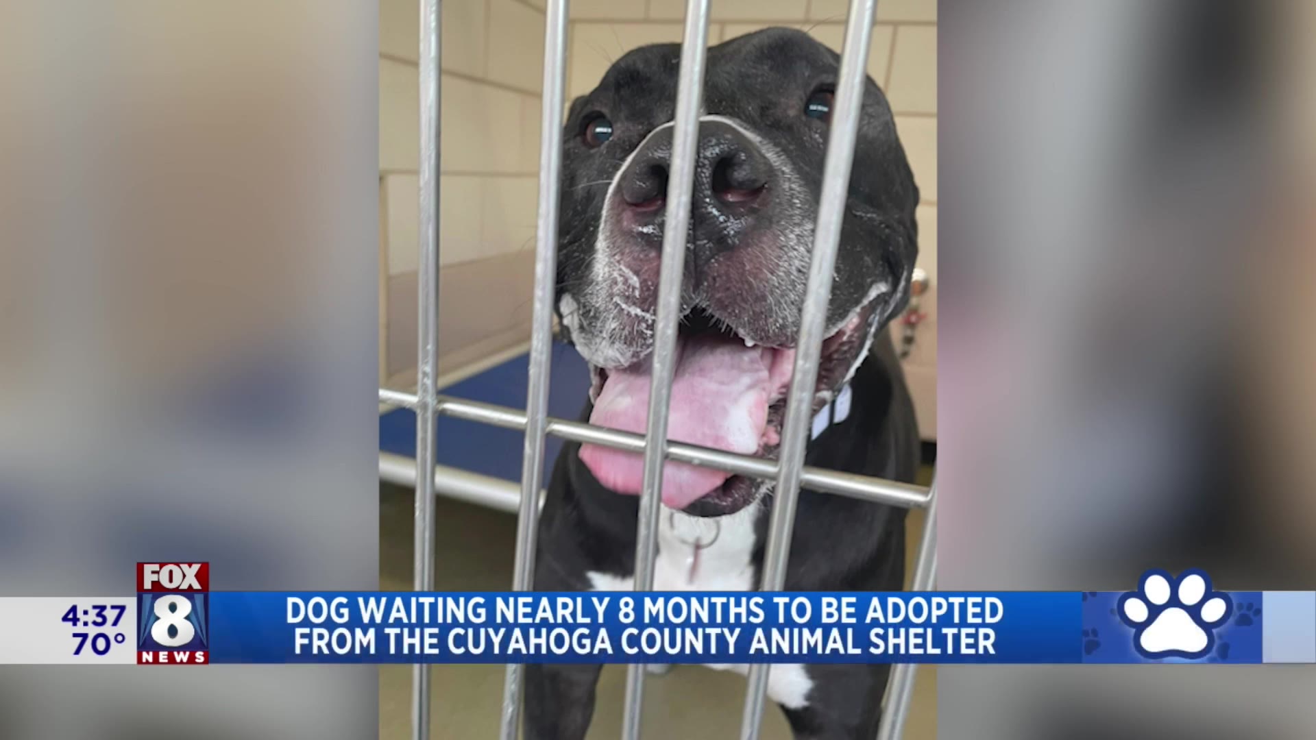 Dog with goofy smile, wobbly walk in need of home – Fox 8 Cleveland WJW