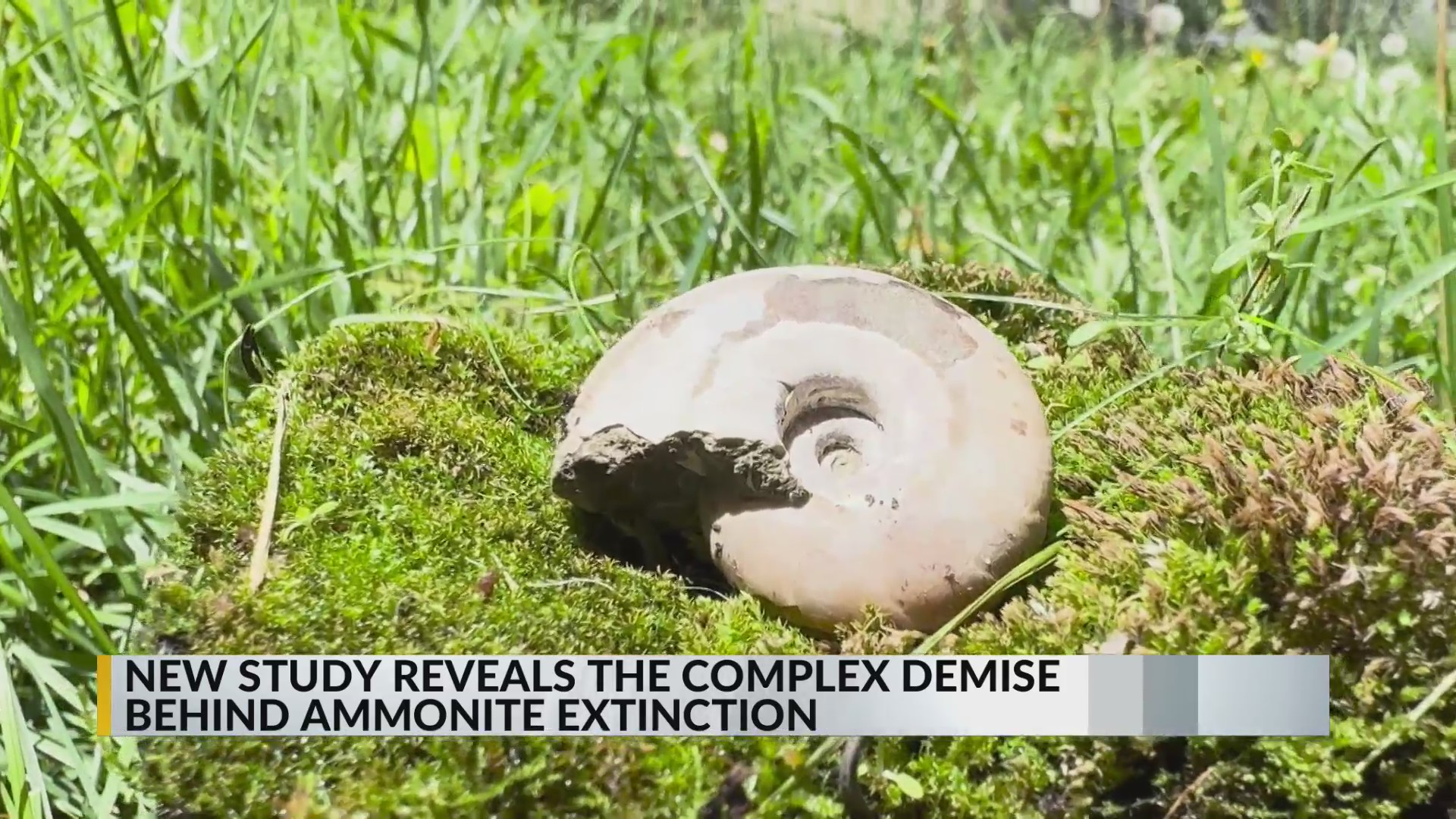 UNM researchers look into extinction of ammonites – KRQE NEWS 13 ...