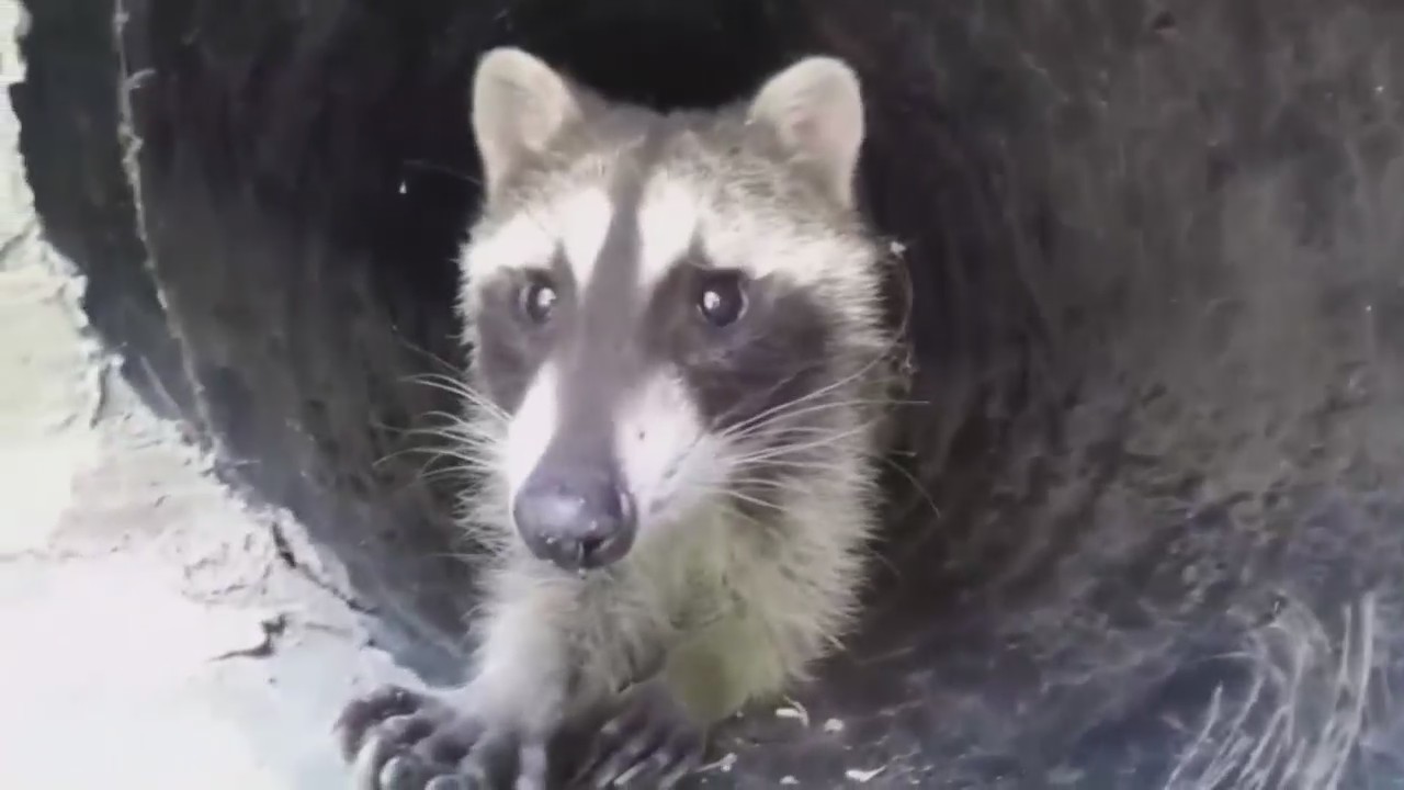 Everything you need to know about encountering an animal with rabies – WVNS