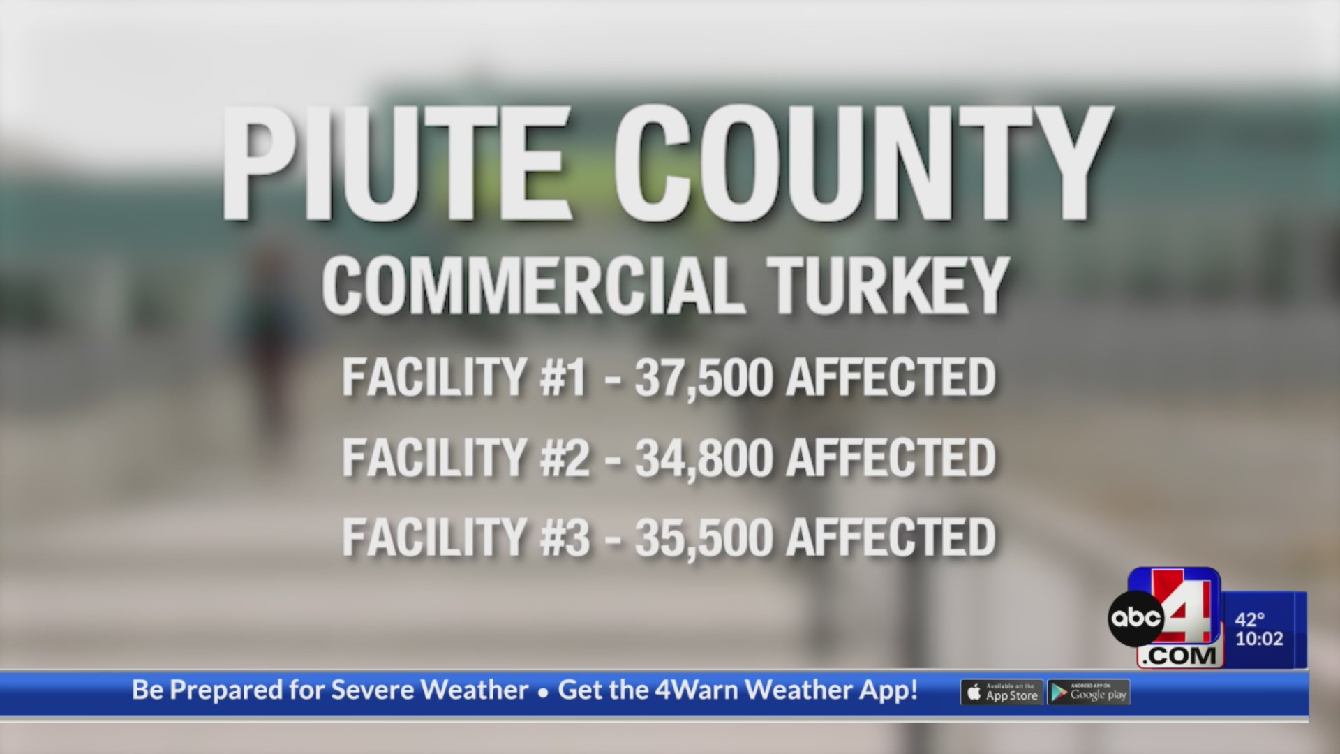 Turkey farms kill over 100,000 turkeys due to Avian Flu – ABC4 Utah