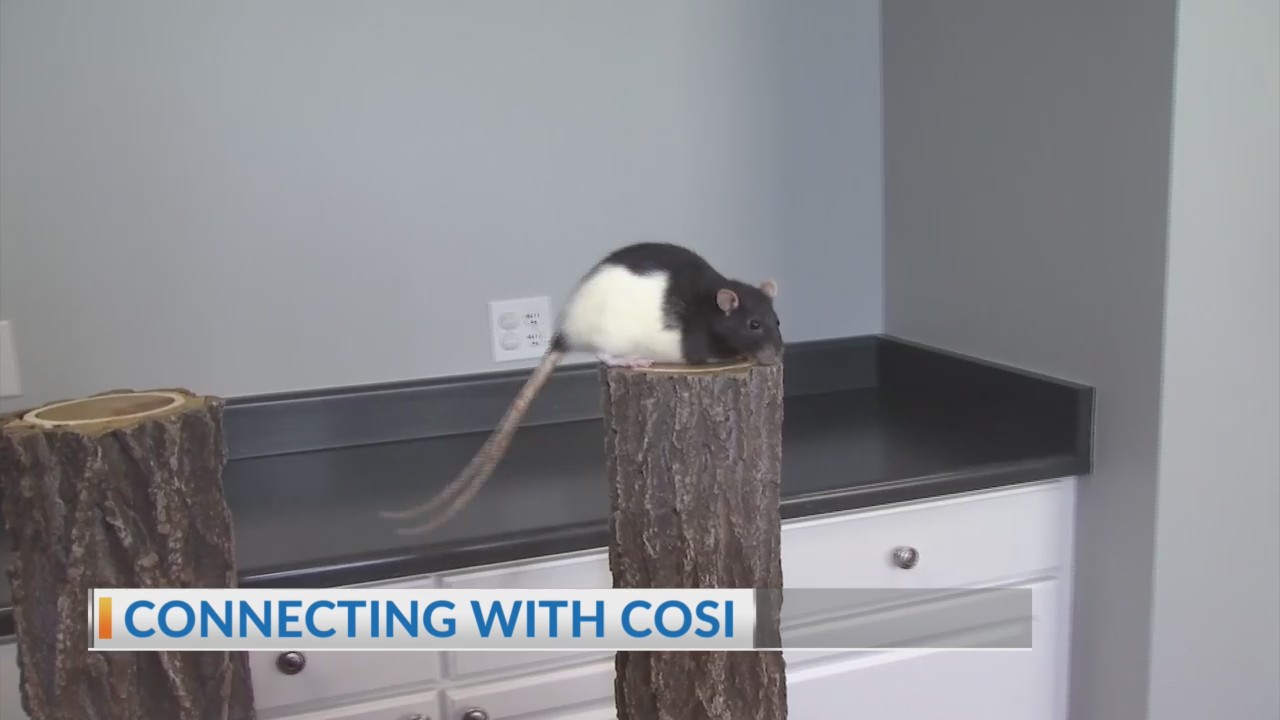 Connecting with COSI: Rat all-stars learn new skill – NBC4 WCMH-TV