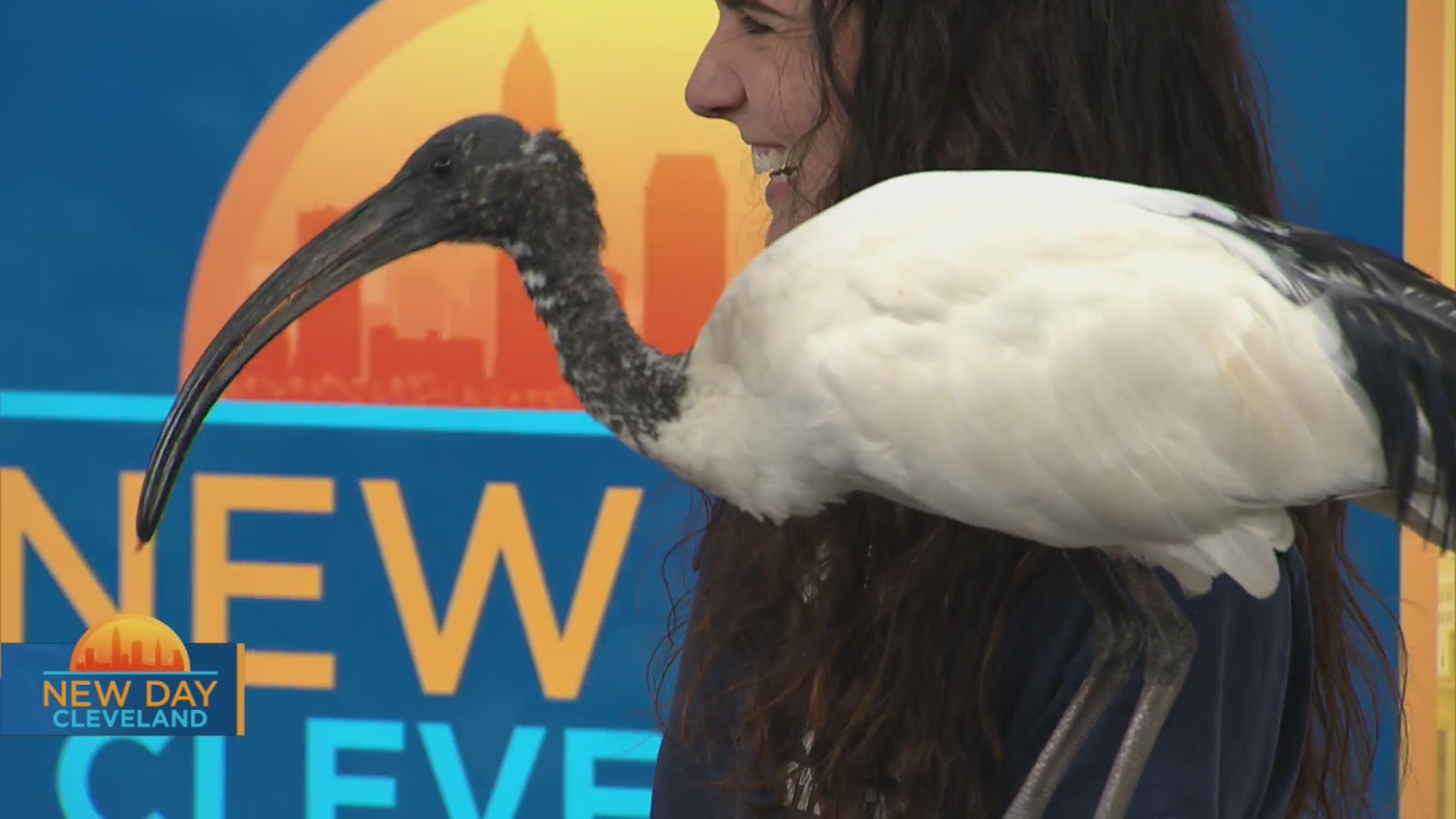 New Day Cleveland: Raptor Hallow – Fox 8 Cleveland WJW