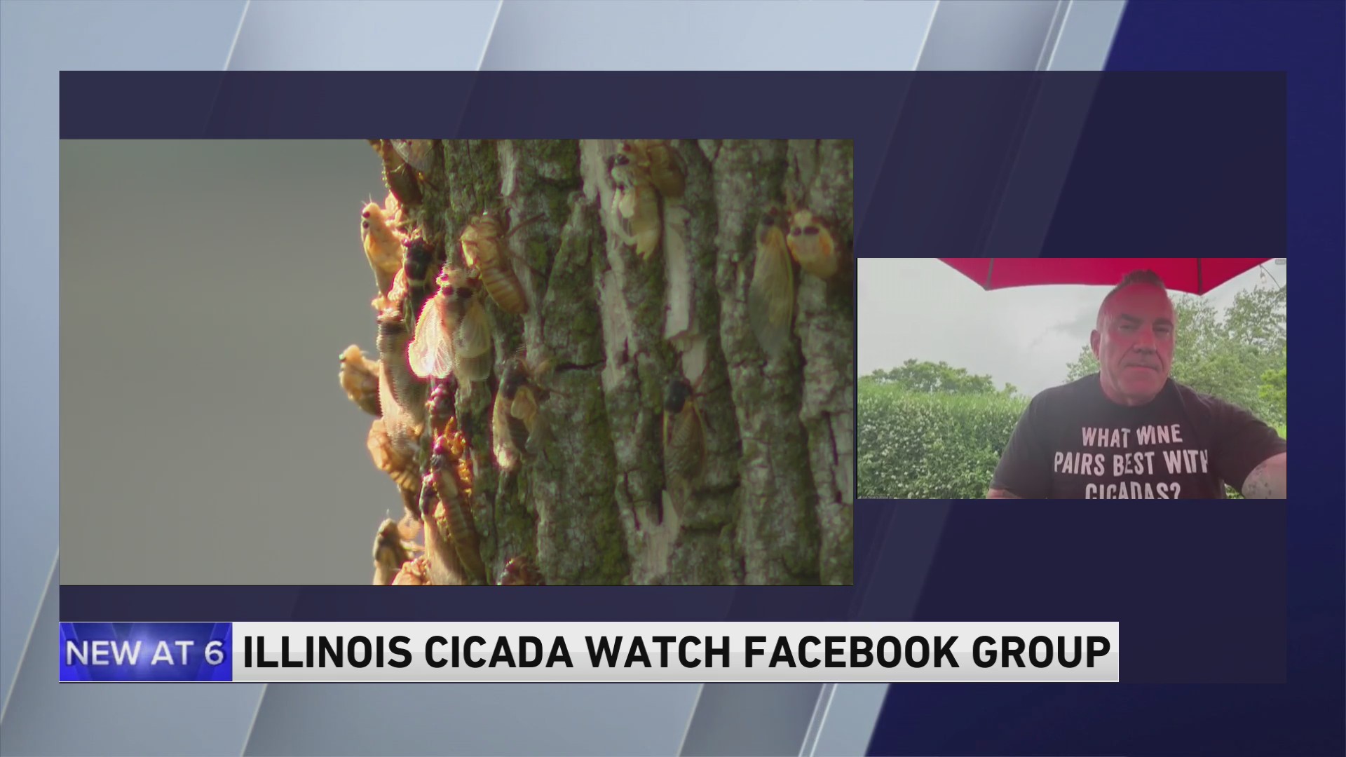 ‘Illinois Cicada Watch’ group thrives on Facebook – WGN-TV