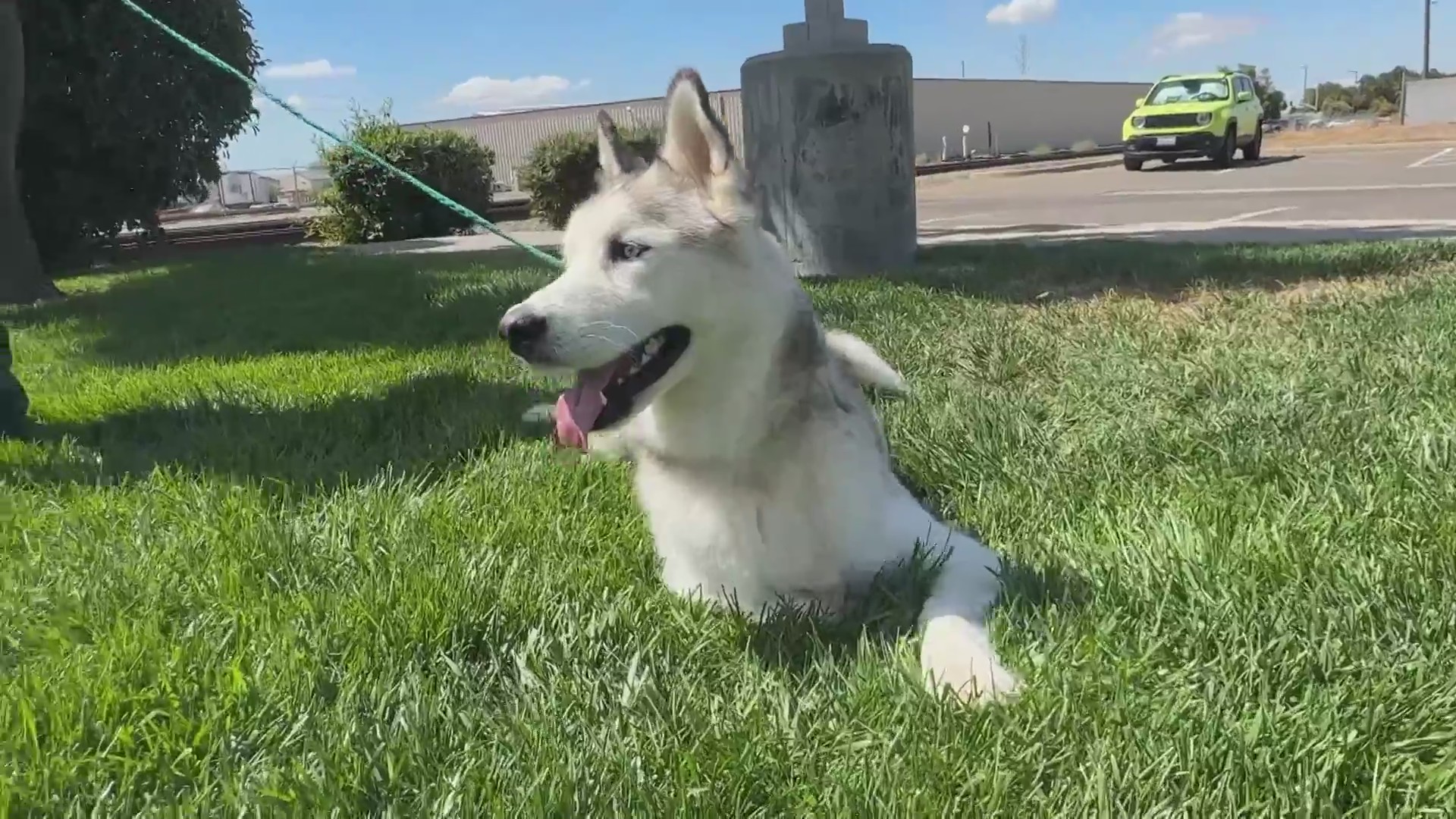 ‘He’s friendly’: Husky found hogtied and abused in Merced County ...