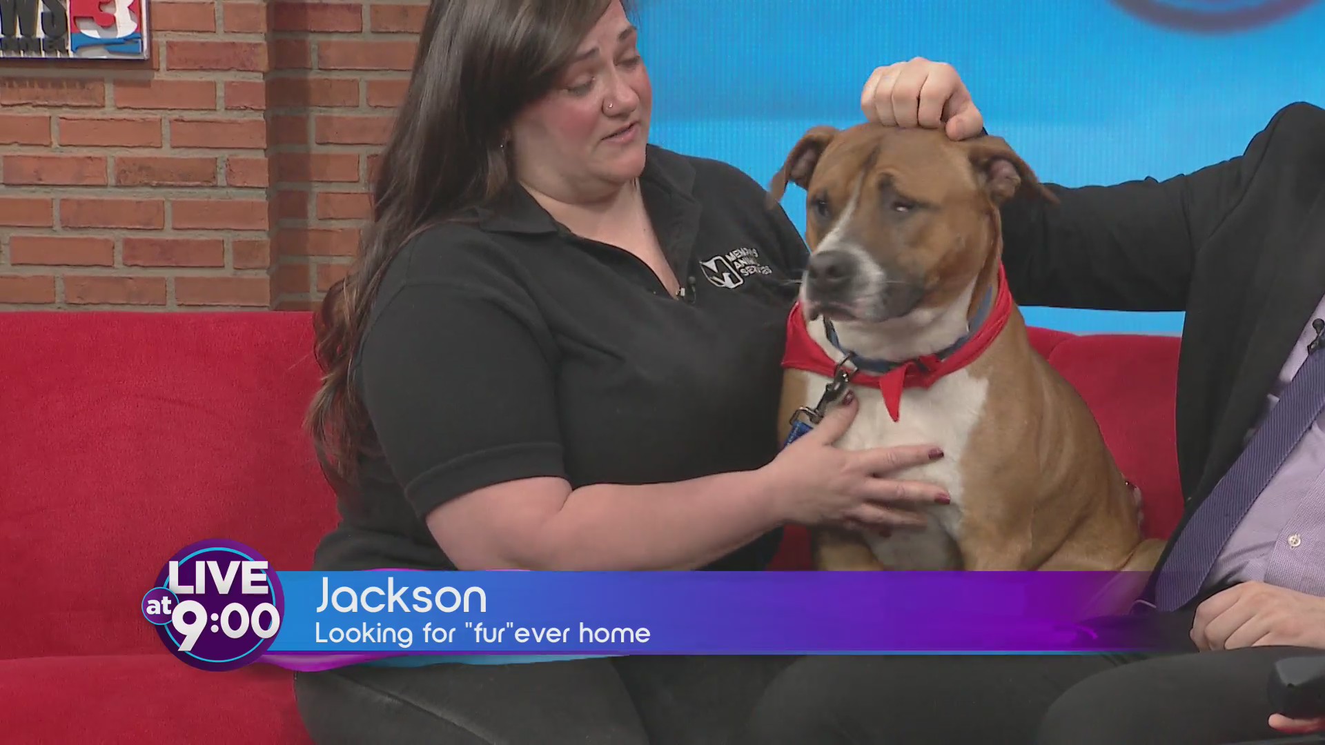 Jackson the Friendly Pup Needs a Forever Home! – WREG.com