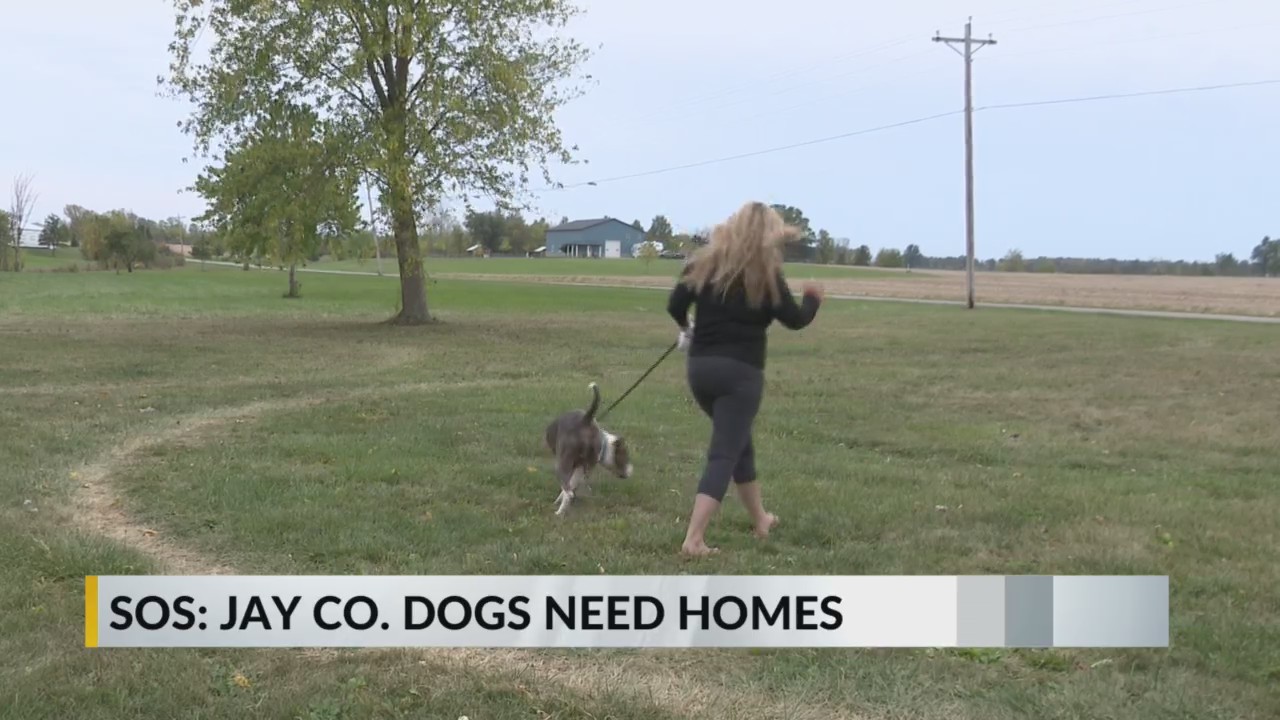SOS: Jay County dogs need homes – WANE 15