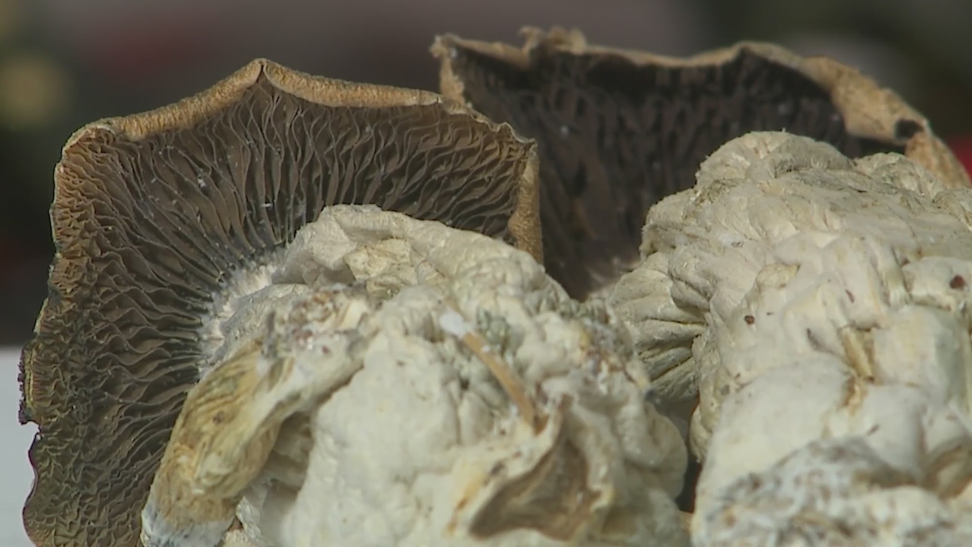 The rules for ‘magic mushrooms’ under discussion – FOX31 Denver