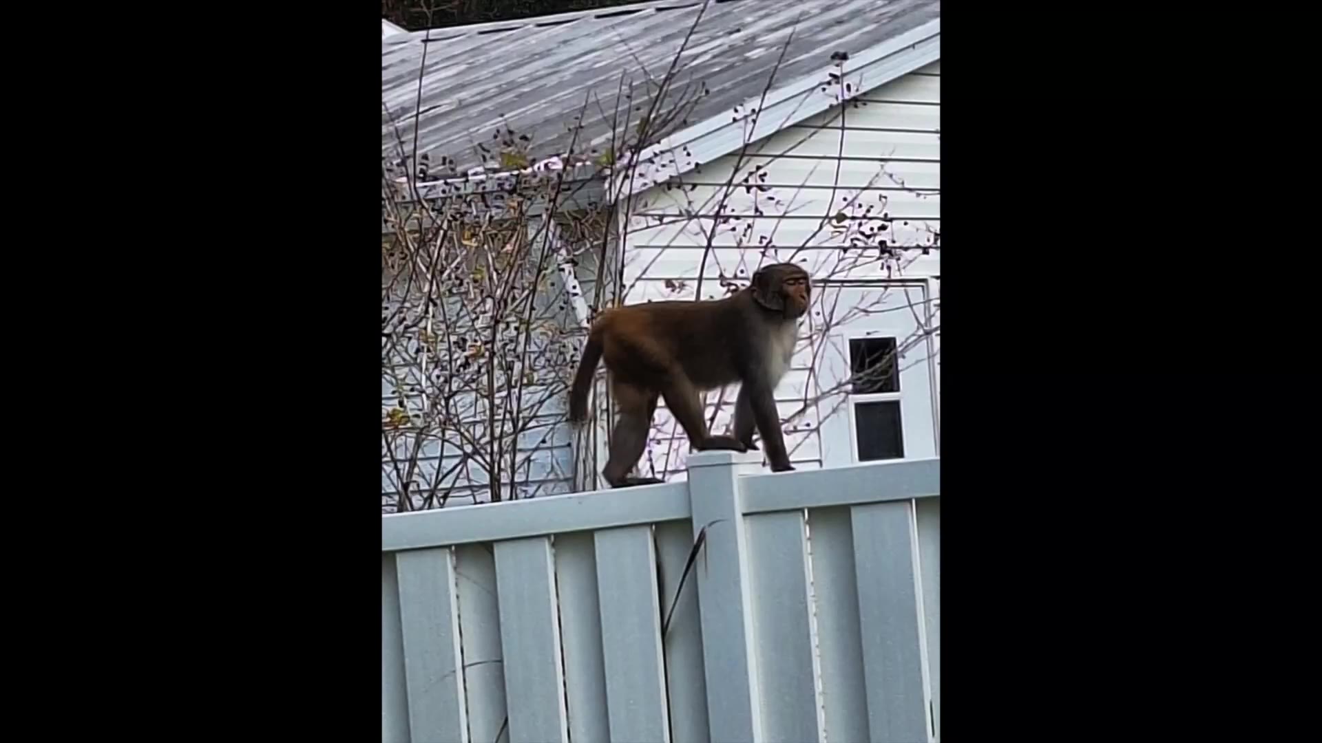 Monkey struts along fence in Florida – WFLA