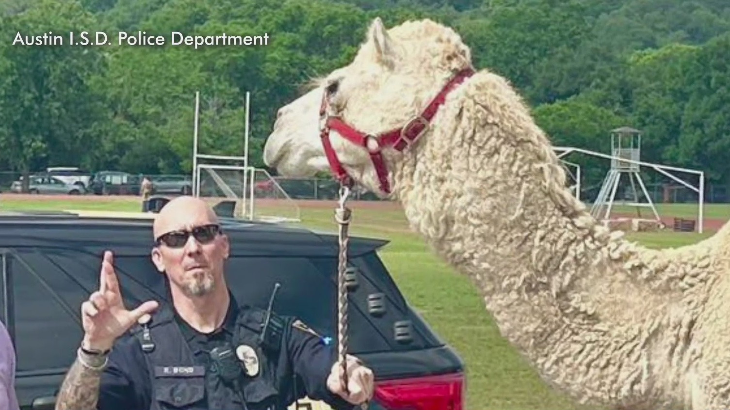Camel brought to Austin High School as part of ‘most memorable’ senior ...