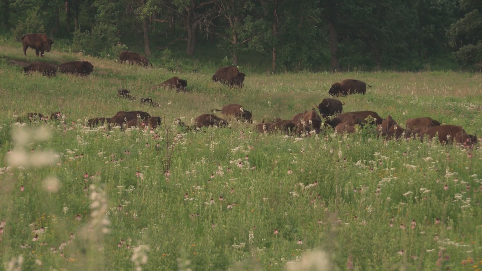 Restoring the prairie: Buffalo continue to thrive at Nachusa Grasslands ...