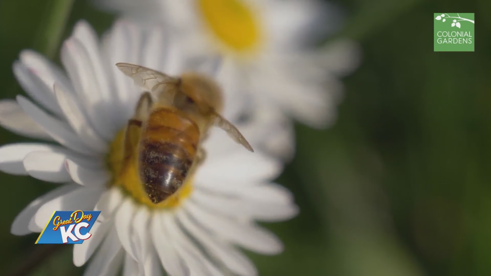 COLONIAL GARDENS: The ‘Bee’-utiful Benefits Of Bees – FOX 4 Kansas City ...