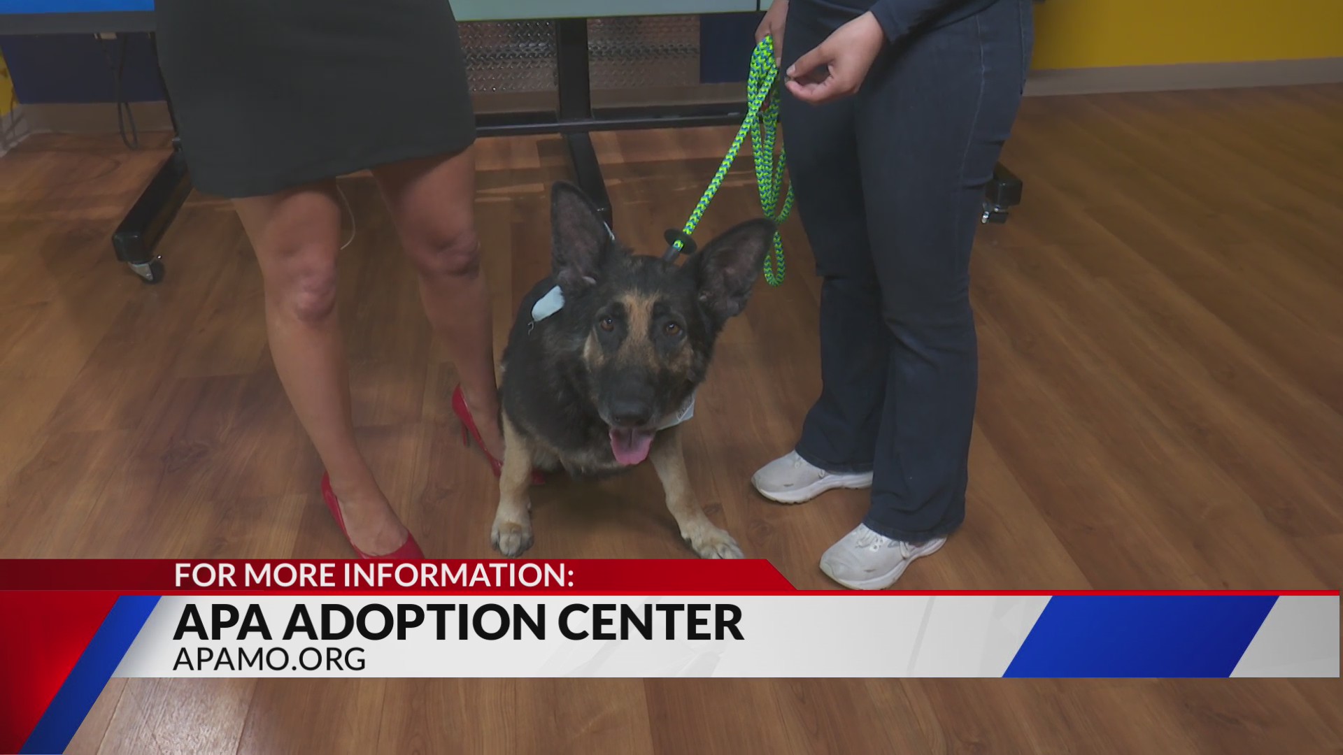 Adopt Beauty the Dog Today – FOX 2