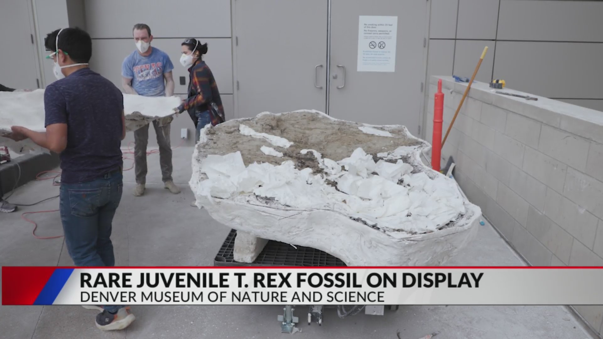Rare juvenile T. rex fossil on display at Denver Museum of Nature and ...