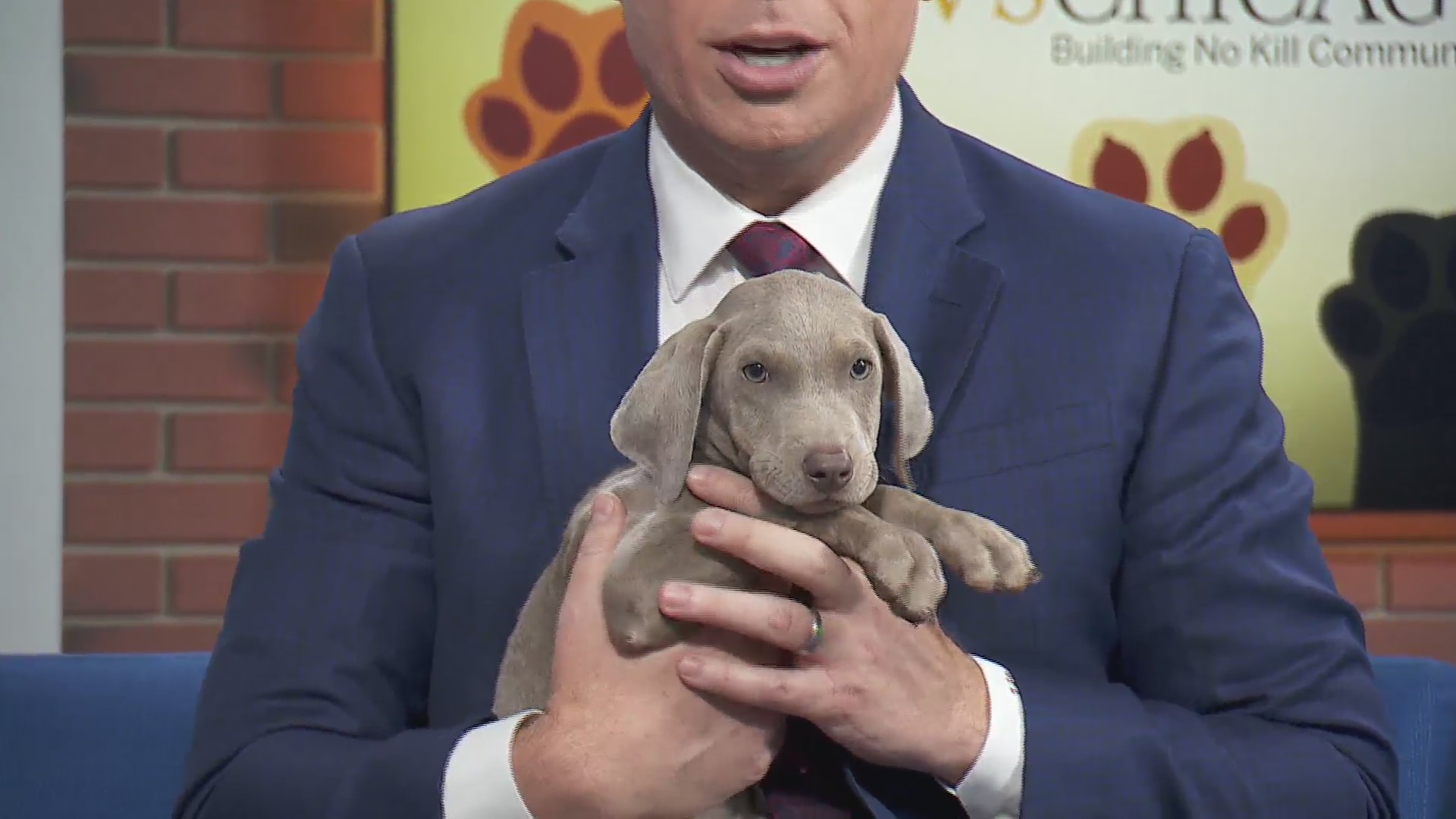 PAWS Chicago Pet of the Week: Meet Bubbles – WGN-TV
