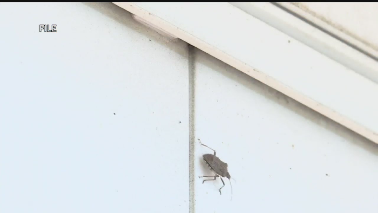 Local bug expert shares how to keep pests out of your home – WKBN.com