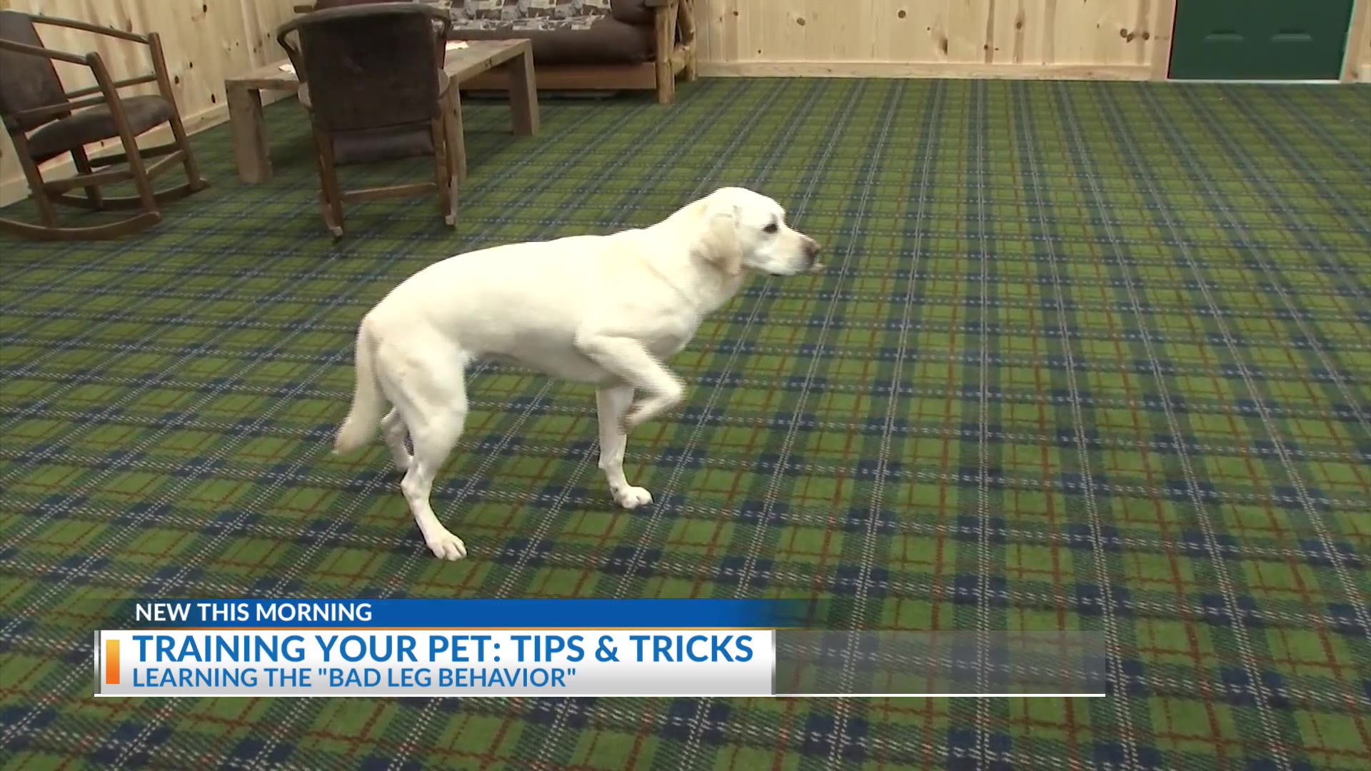 Training your pet: Tips and tricks – NBC4 WCMH-TV