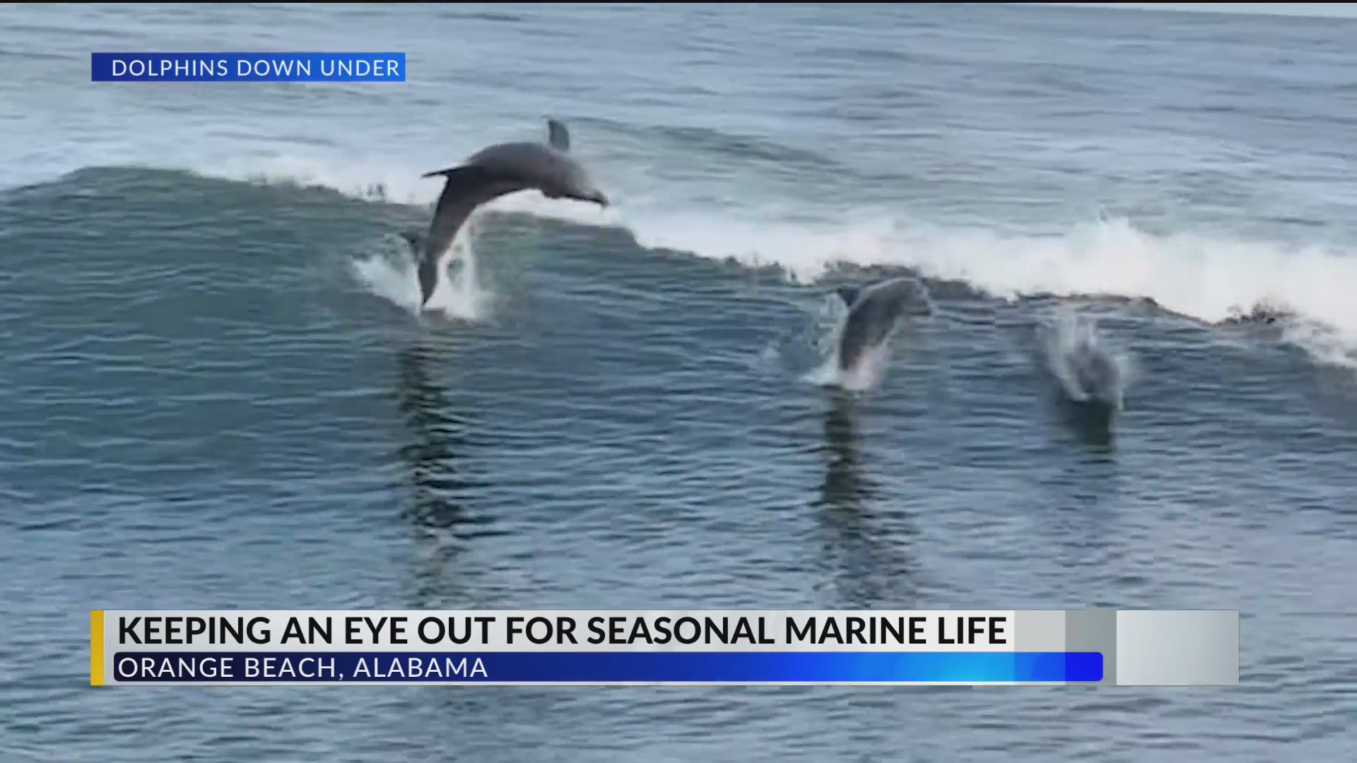 Spring brings dolphins, sharks and spotted rays to Orange Beach waters ...