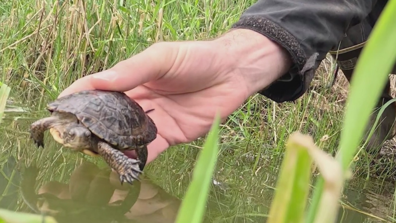 Oregon Zoo releases lab turtles in the Columbia River Gorge – KOIN.com