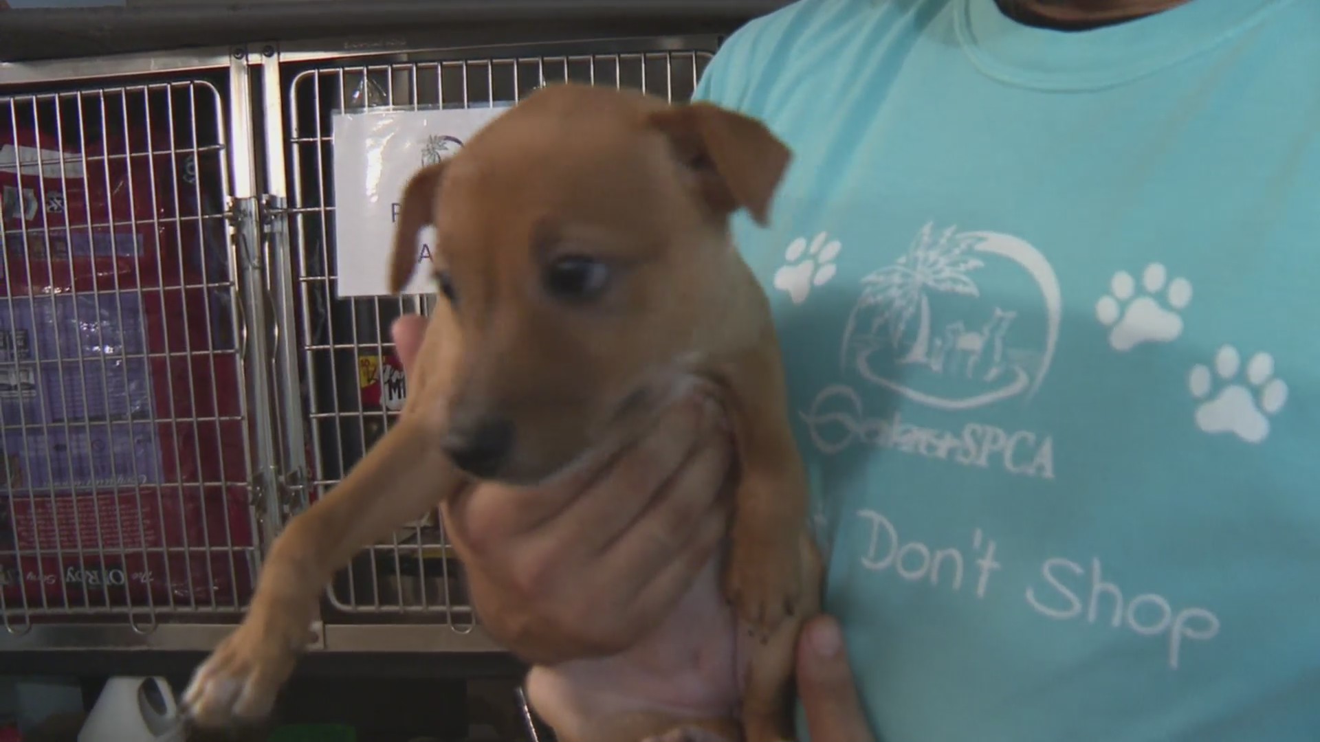 How the SPCA is helping Oahu’s houseless, their pets – KHON2