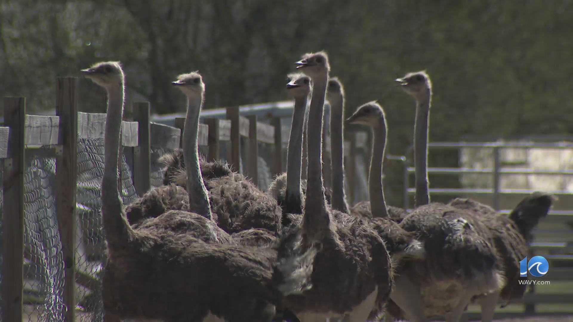 Flightless bird gives flight to couple’s farm dreams – WAVY.com