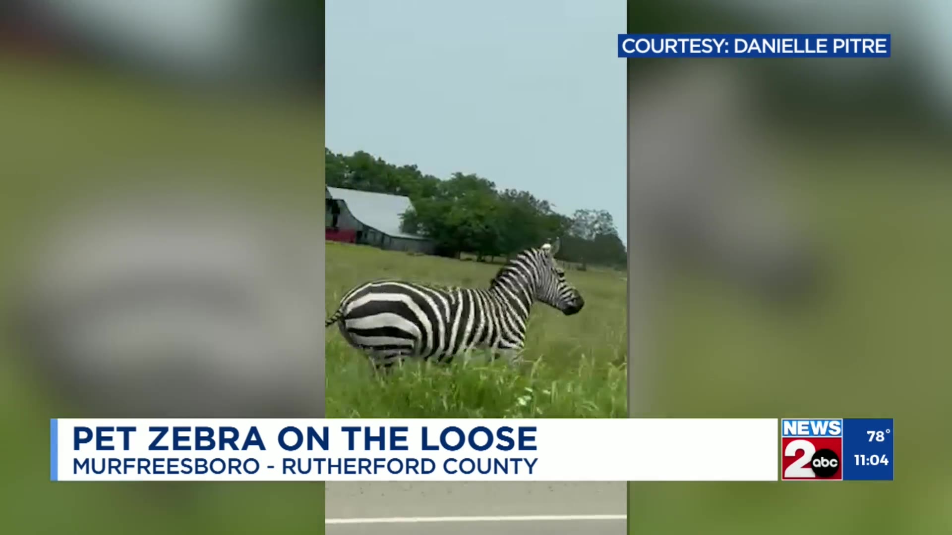Zebra remains on the run in Rutherford County – WKRN News 2