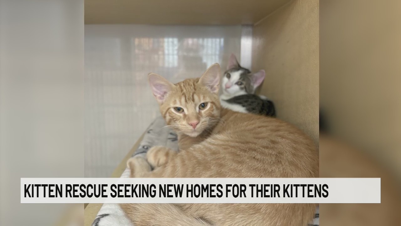 Kitten rescue seeking new homes for their kittens – NEWS10 ABC