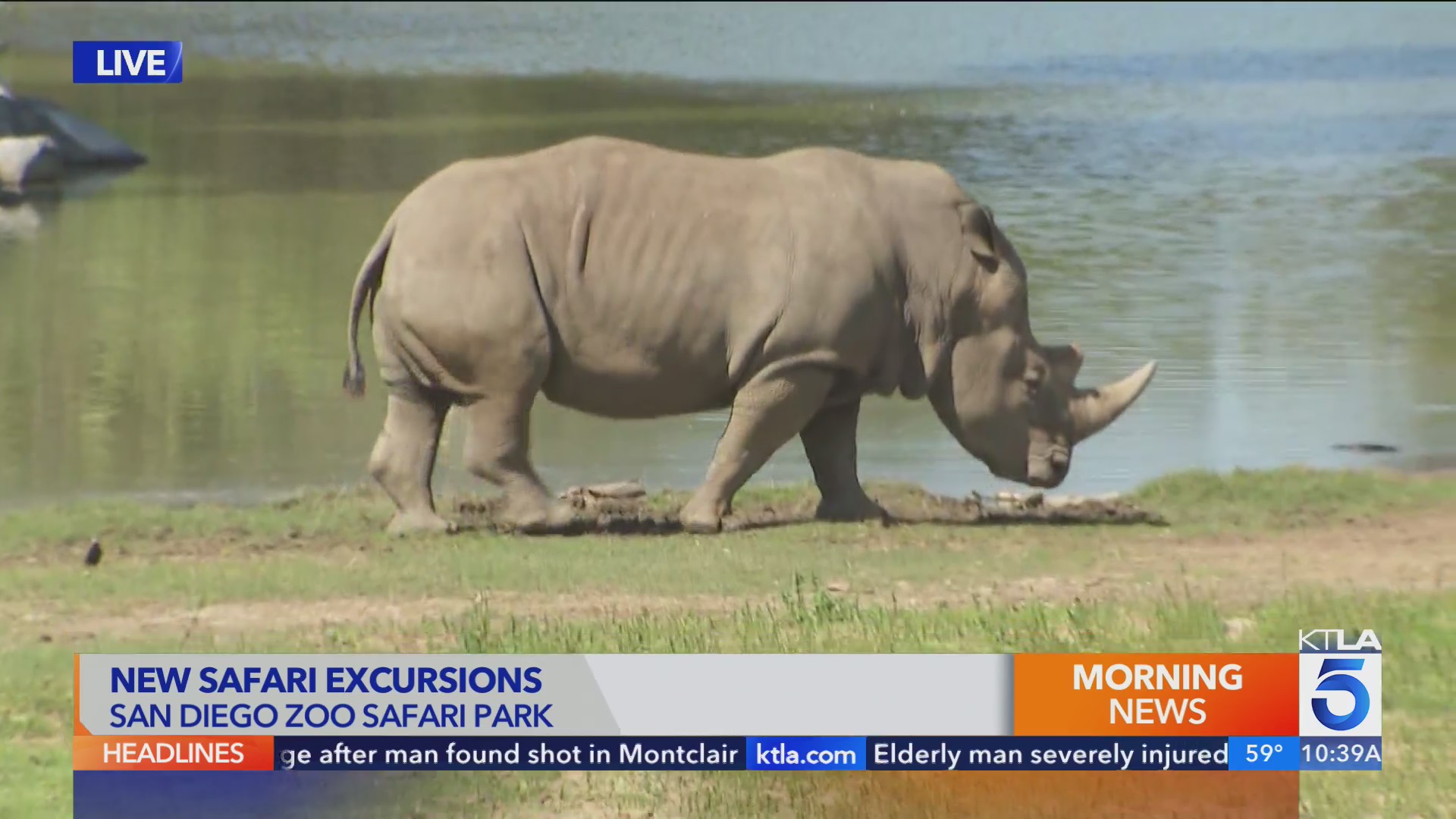 New safari excursions at San Diego Zoo Safari Park (10 a.m.) – KTLA