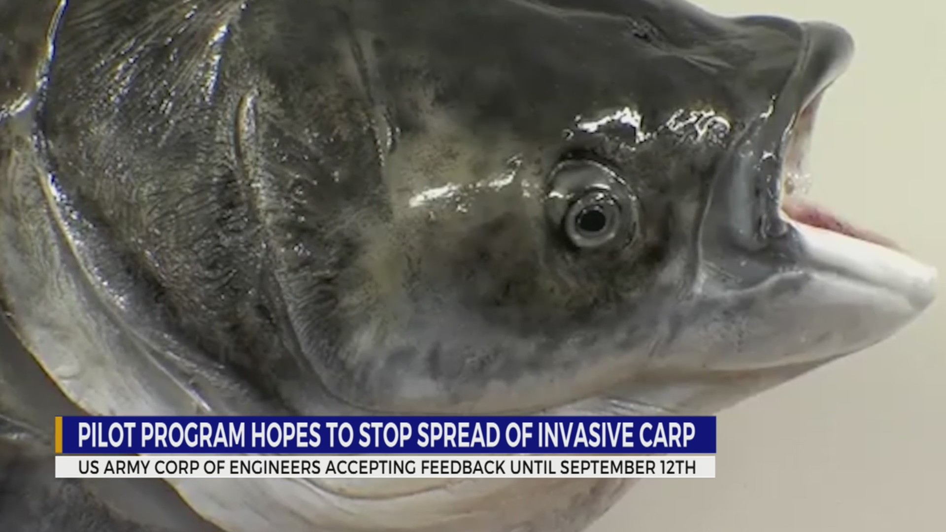 Pilot program hopes to stop spread of invasive carp – WKRN News 2