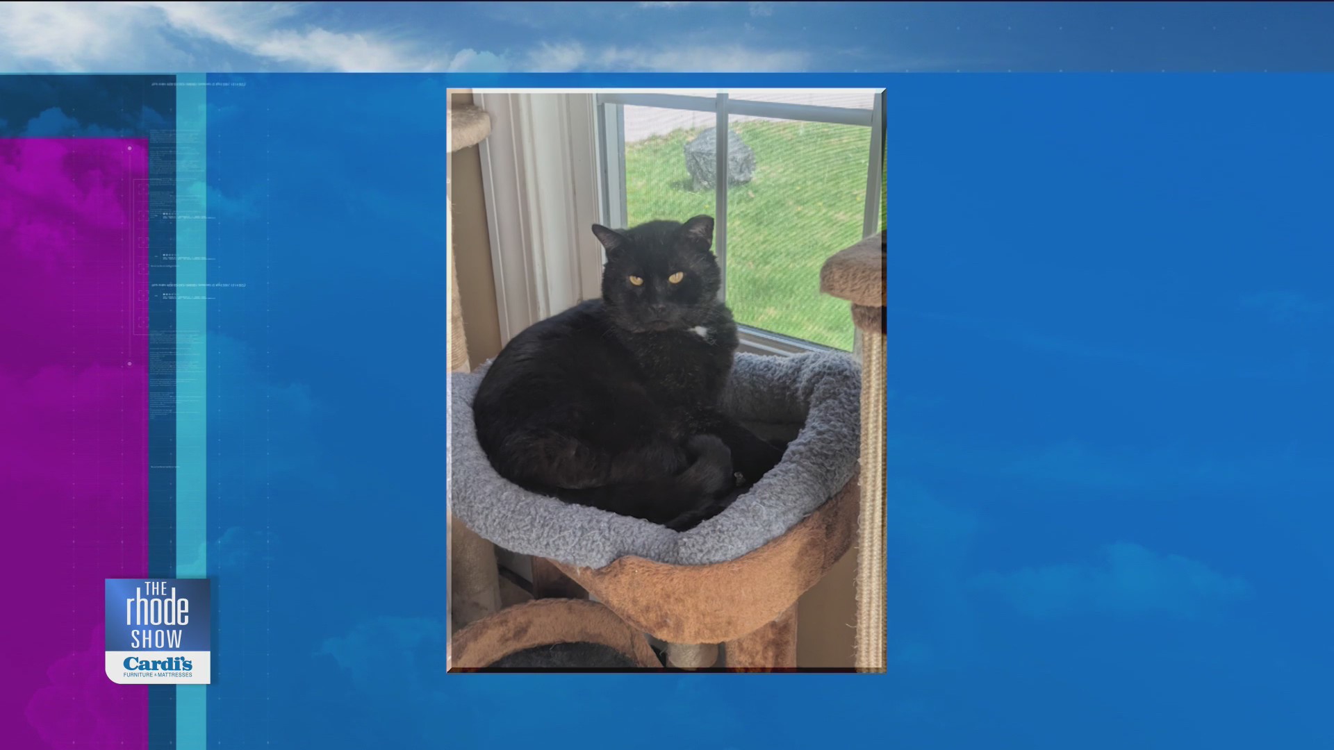 Saving Lives, One Cat at a Time: The Mission of Ten Lives Cat Rescue ...