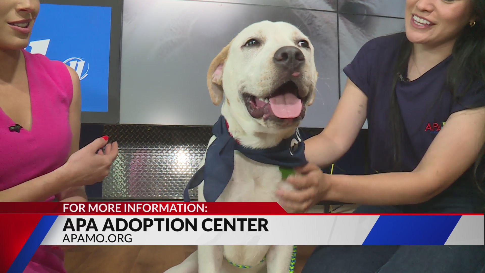 Adopt Ace the Dog – FOX 2