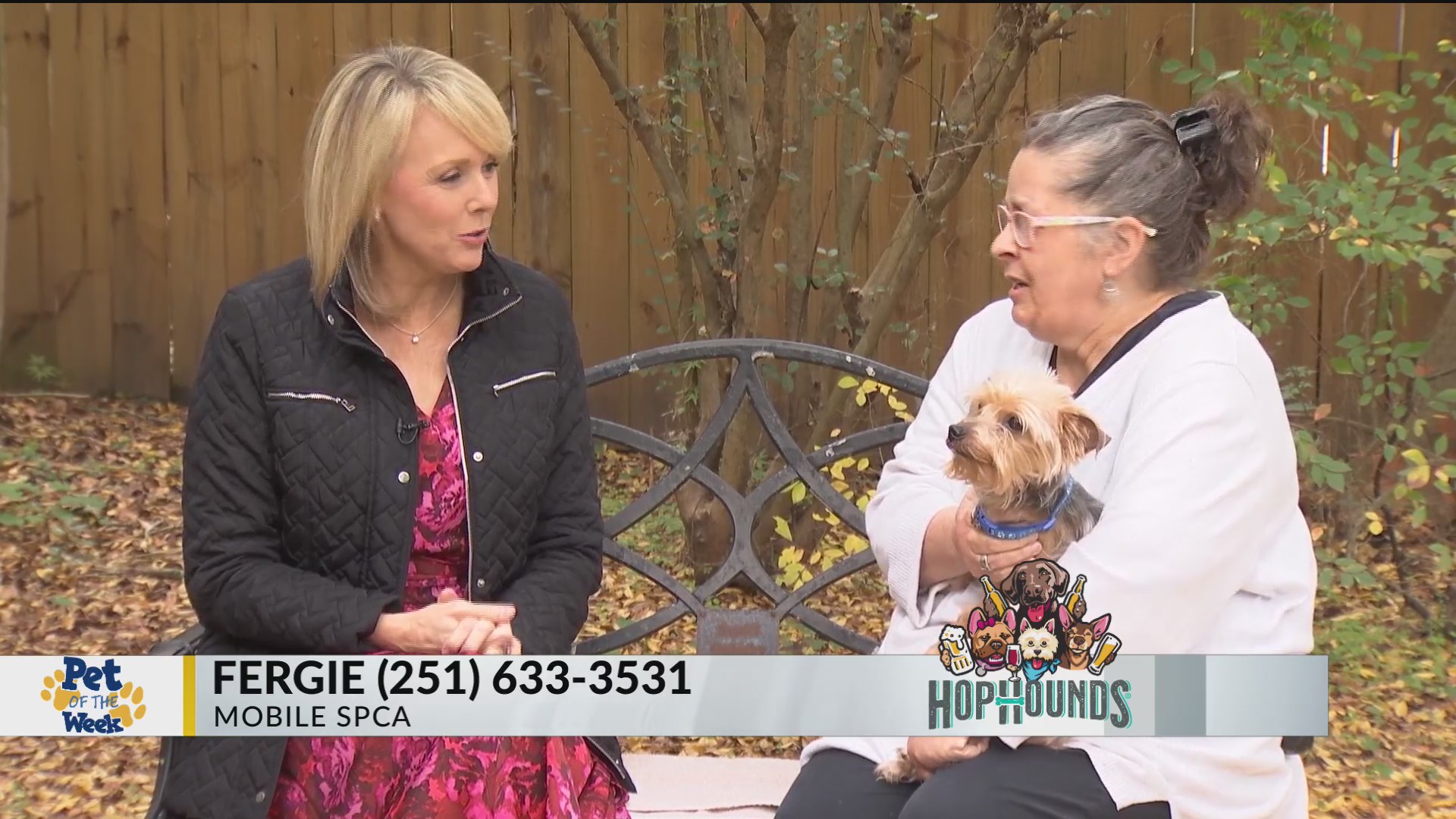 Pet of the Week: Sweet Fergie, the Yorkie – WKRG News 5