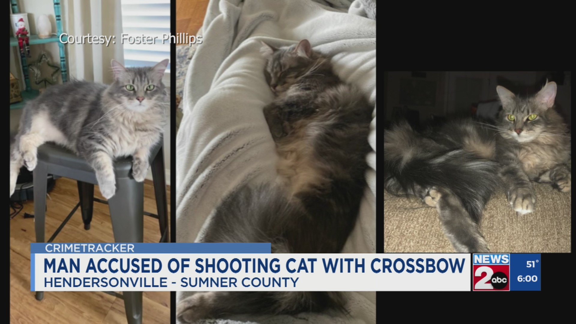 Man accused of shooting cat with crossbow in Hendersonville – WKRN News 2