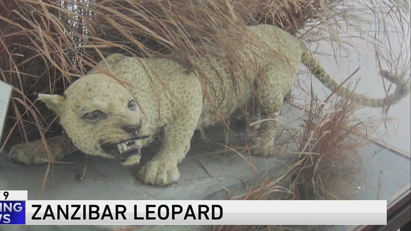Learning more about the Zanzibar leopard – WGN-TV