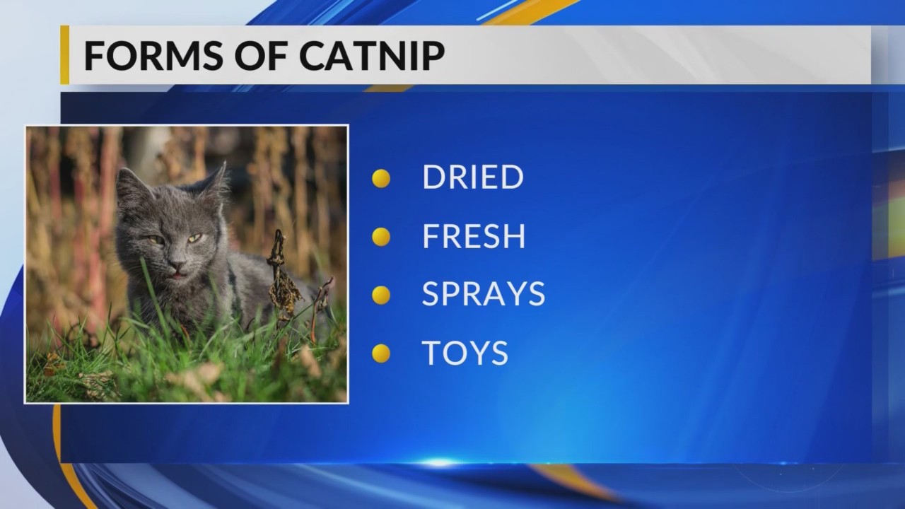Pet Patrol: Why does catnip make cats go crazy? – WBTW