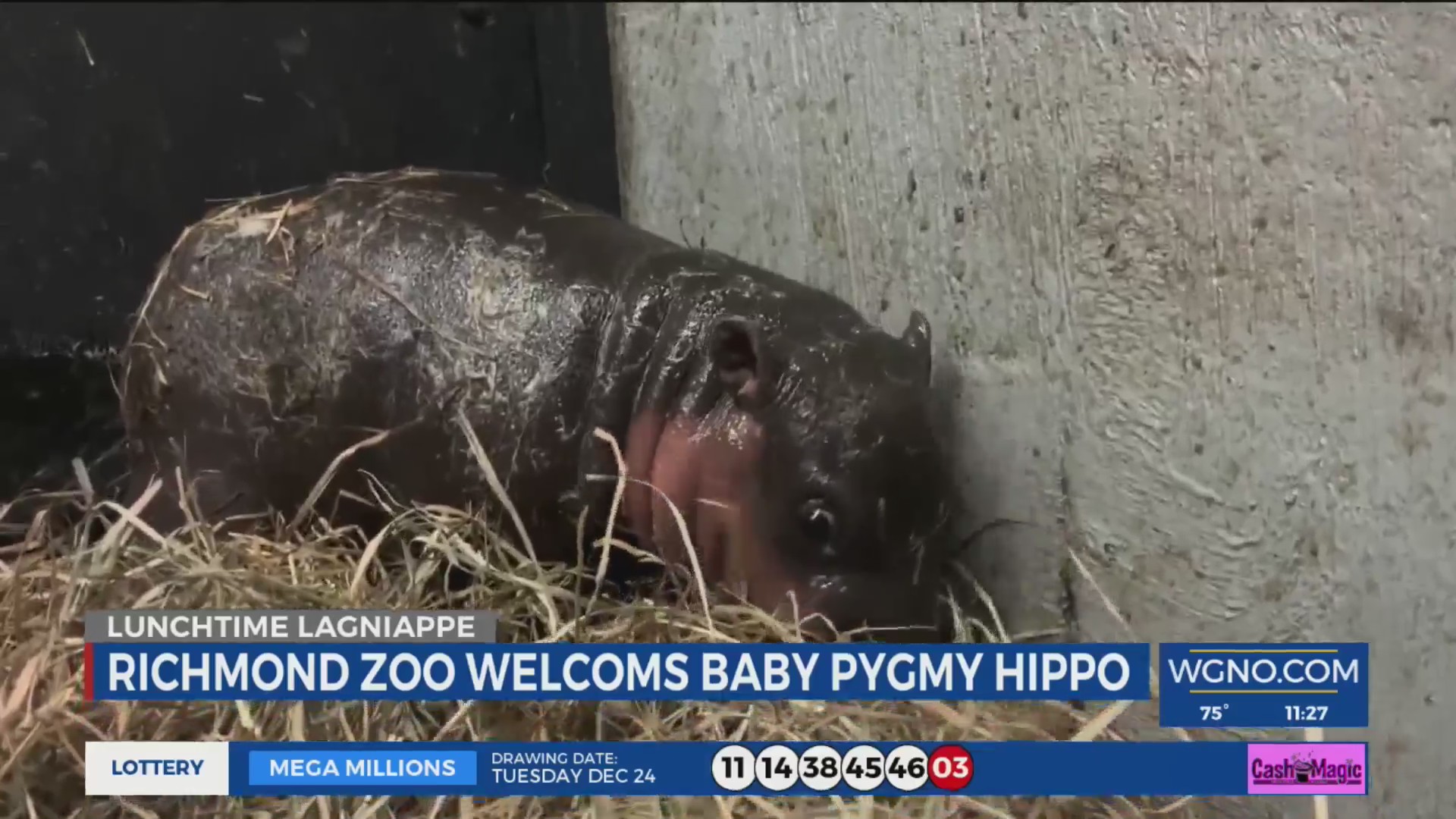 Lunchtime Lagniappe: Zoo Welcomes Baby Pygmy Hippo – WGNO