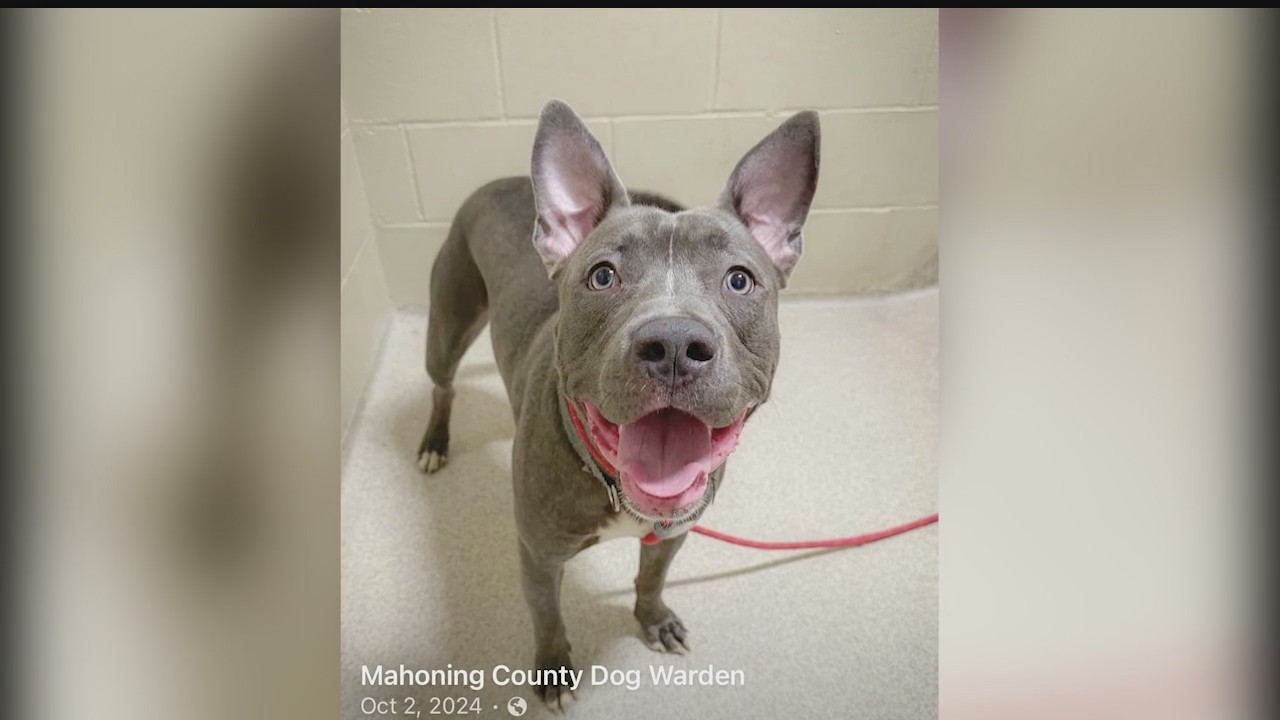 Rescue dog named Poland police’s new K9 candidate – WKBN.com