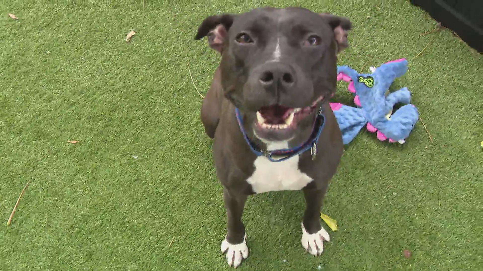 Chicago rescues helping animals who survived Hurricanes Helene and ...