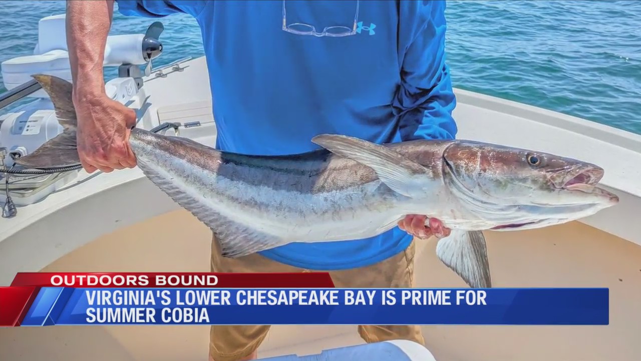 Virginia Cobia Chesapeake Bay – WAVY.com