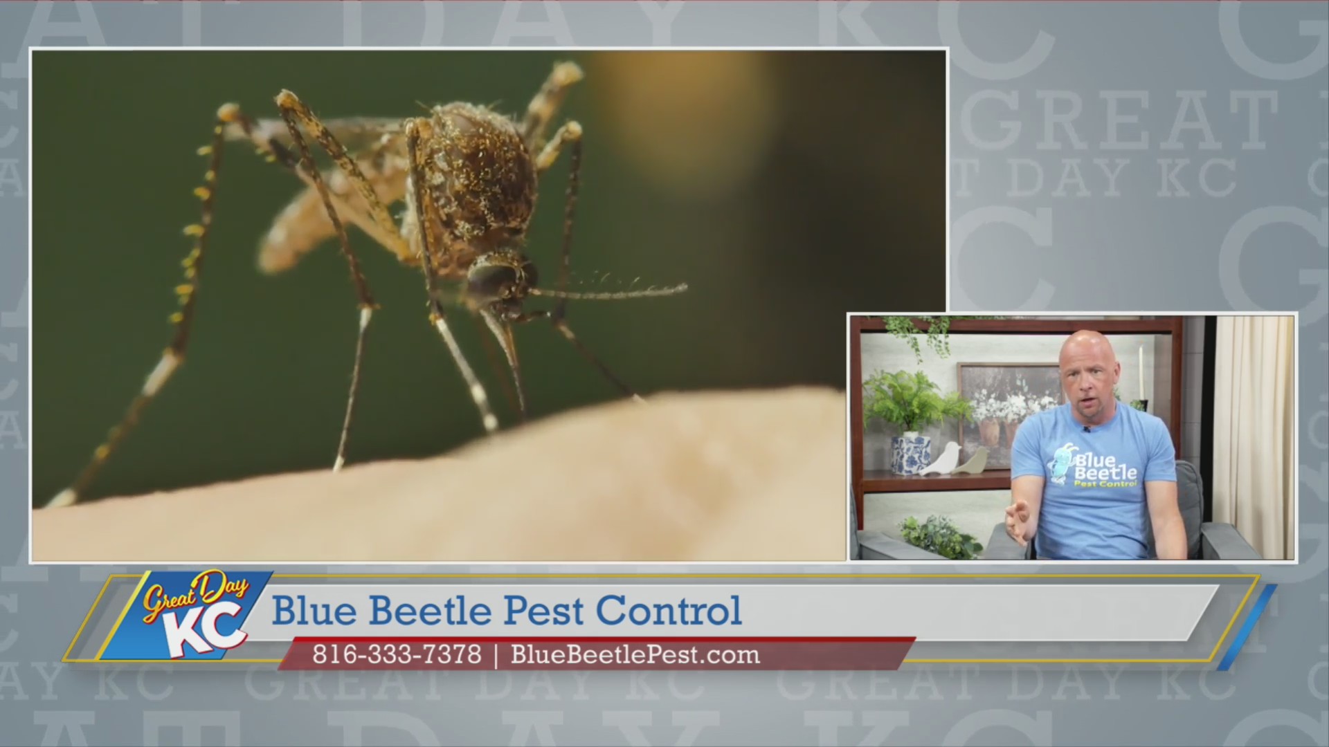 Say Goodbye To Pesky Mosquitoes – FOX 4 Kansas City WDAF-TV | News ...