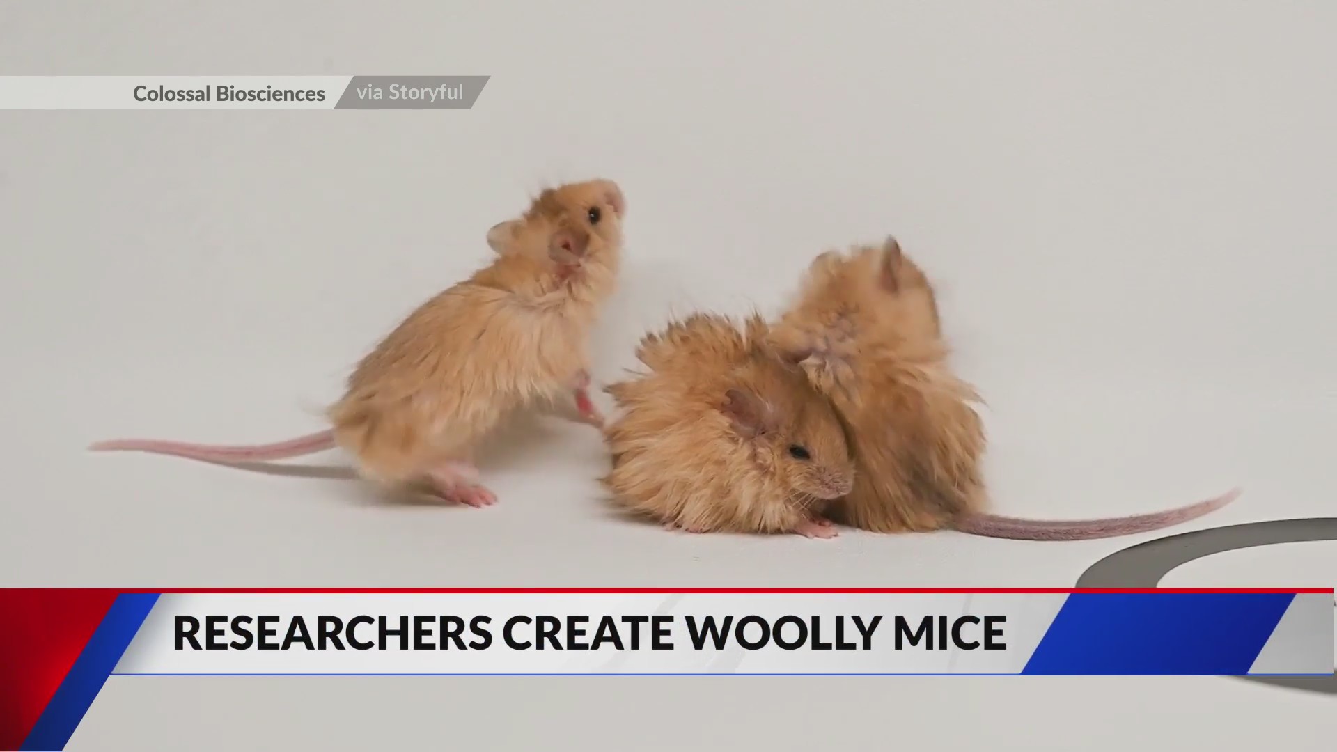 Researchers test to bring Woolly Mammoth through mice – FOX 2