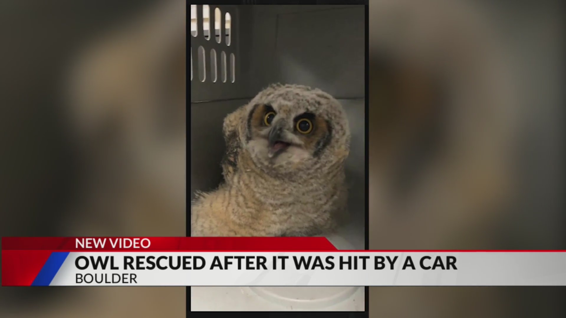 Great horned owl ‘in good spirits’ after being hit by car in Boulder ...