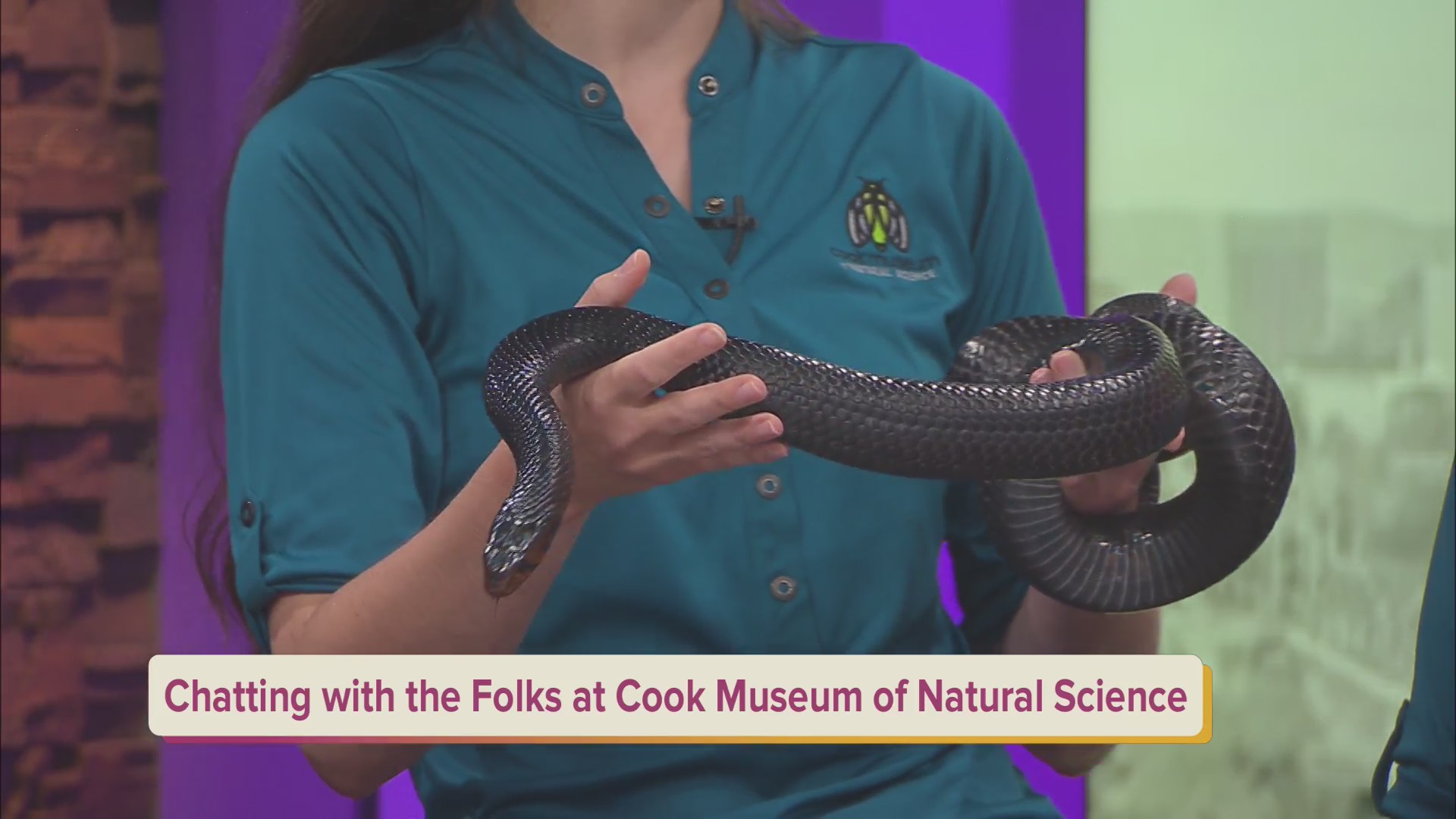 Summer Fun at Cook Museum of Natural Science | June 11, 2025 | Day to ...