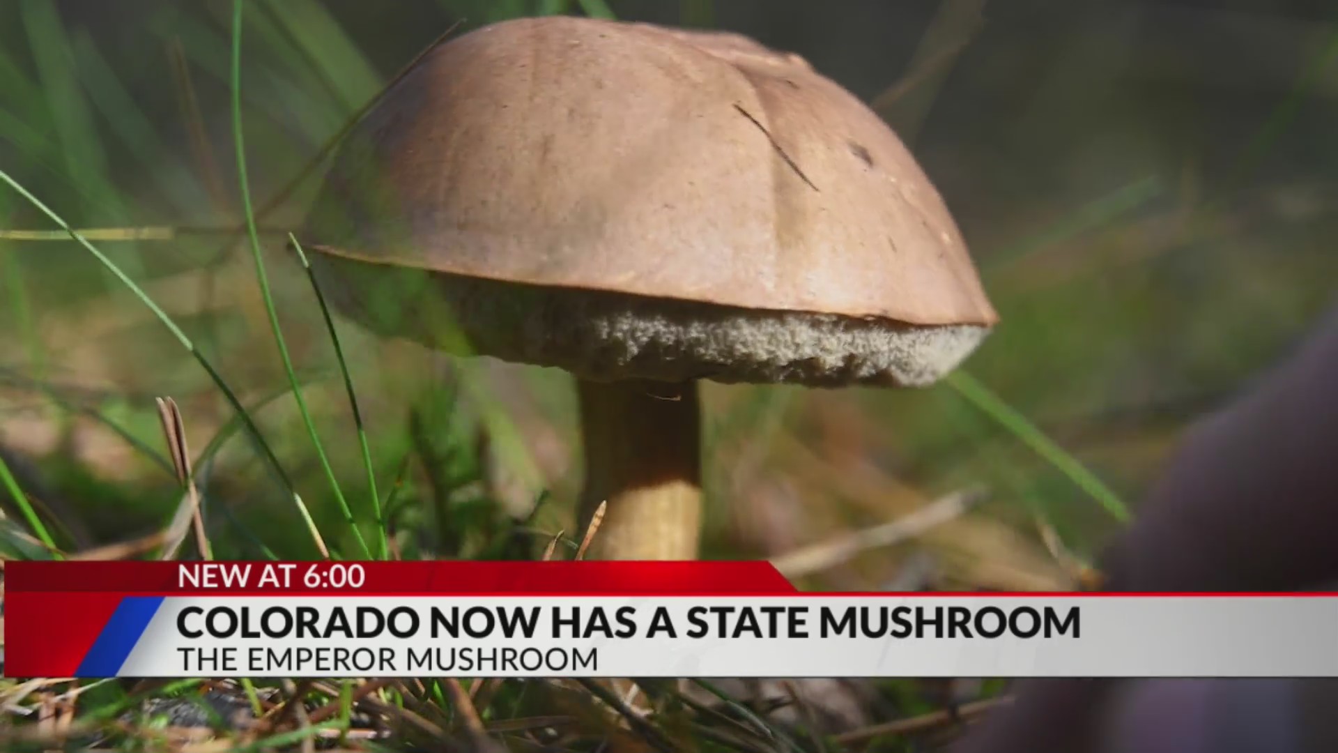 Colorado now has an official state mushroom – FOX31 Denver