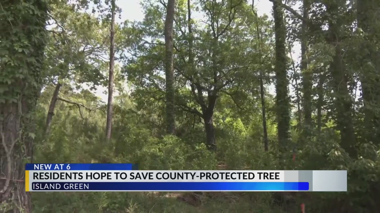 Horry County residents try to save tree from new development at Island ...