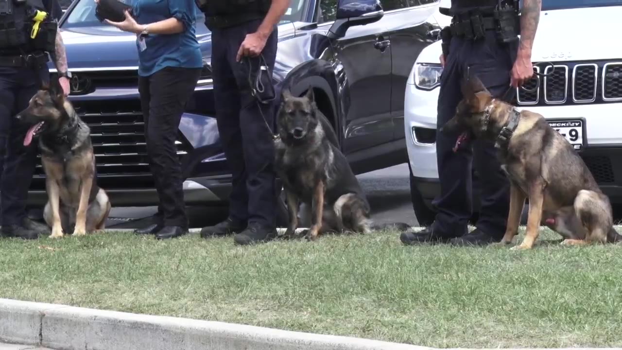 Little Caesar’s Pizza Paws Campaign delivers K-9 medical kits to ...