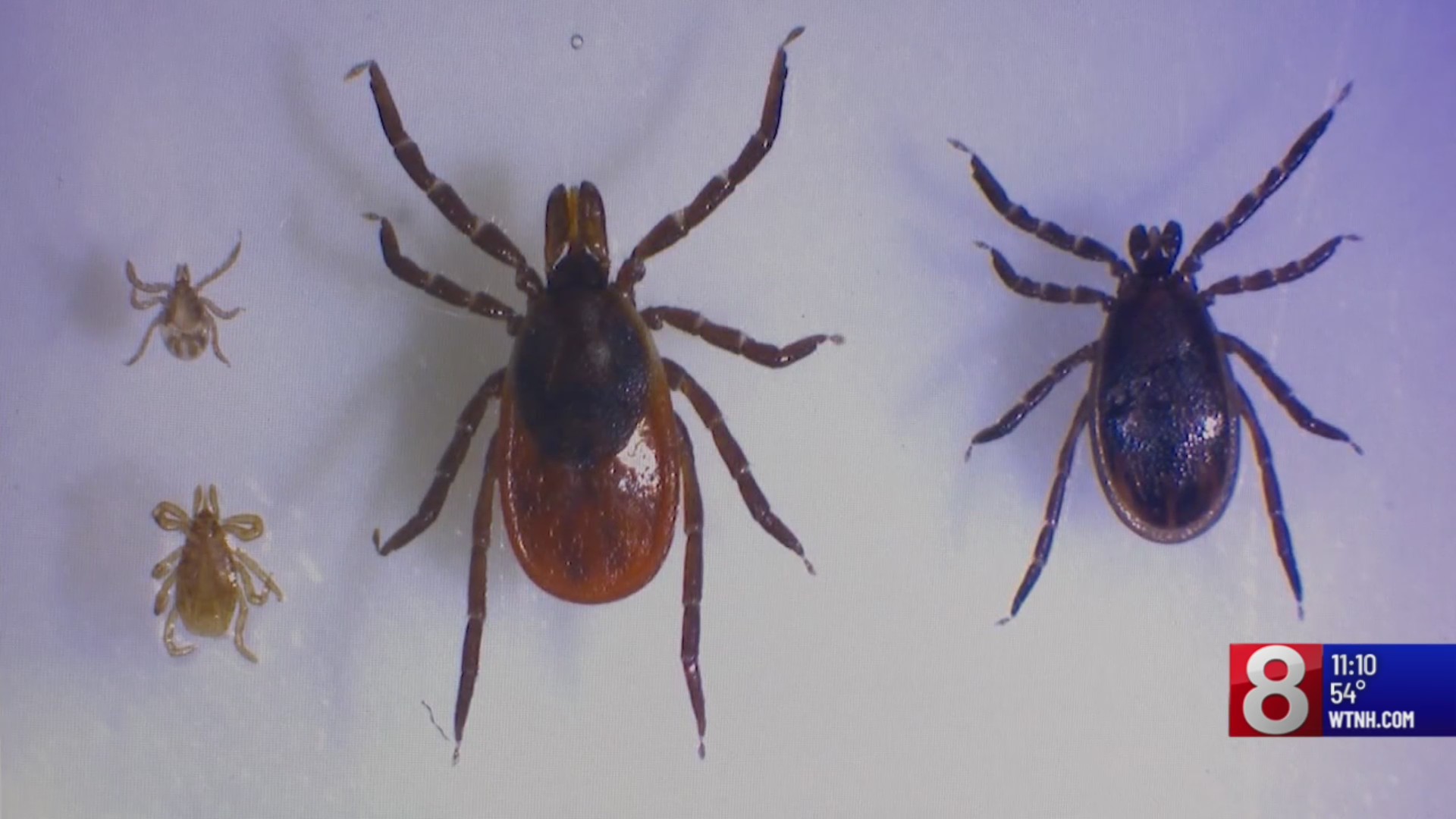 Connecticut state testing lab sees record high volume of ticks amid ...