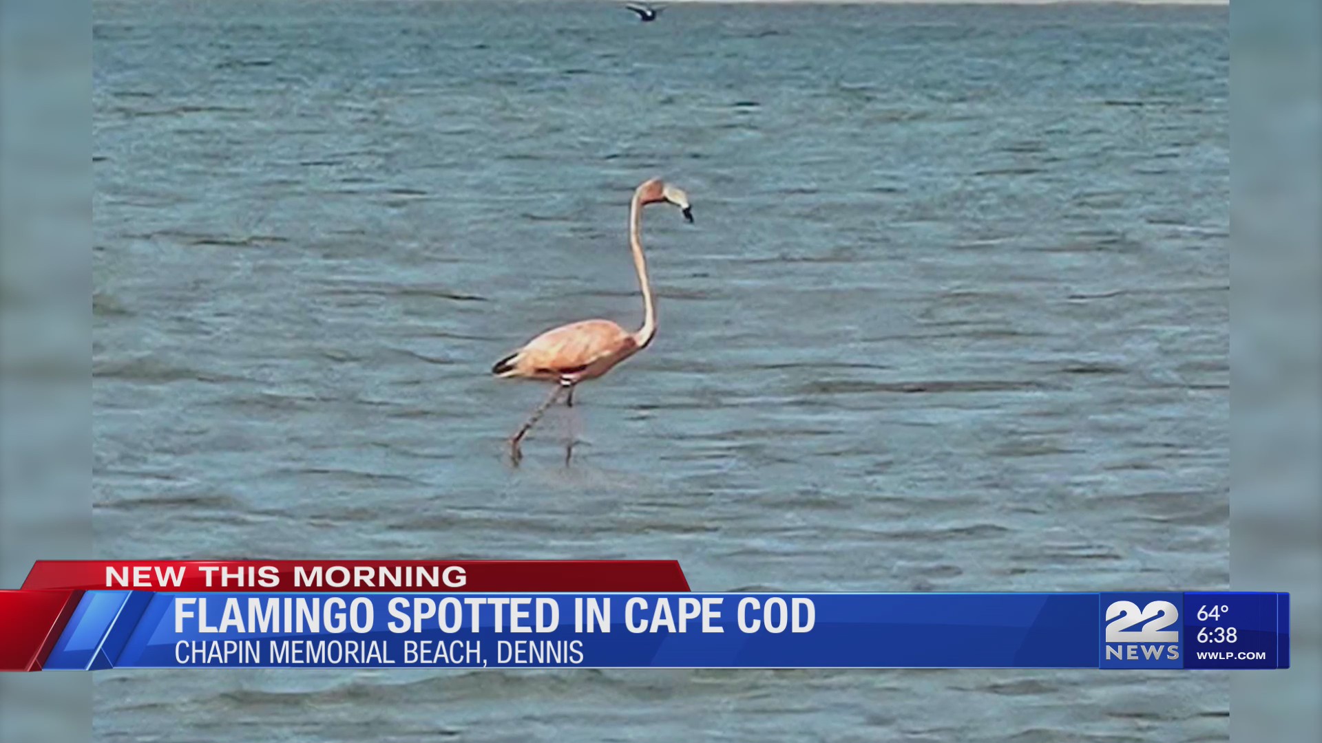 Flamingo spotted in Cape Cod – WWLP