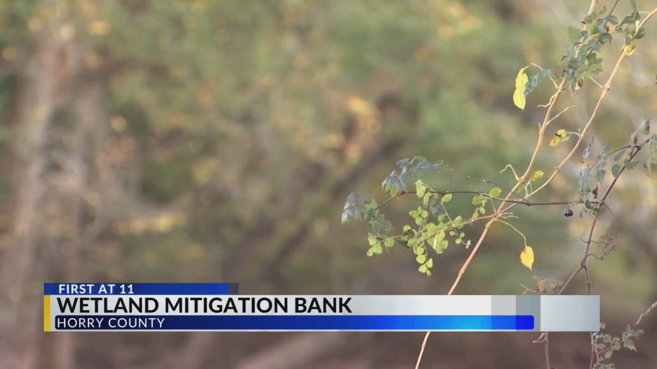 Horry County nearing end of yearslong effort to create 3,700-acre ...