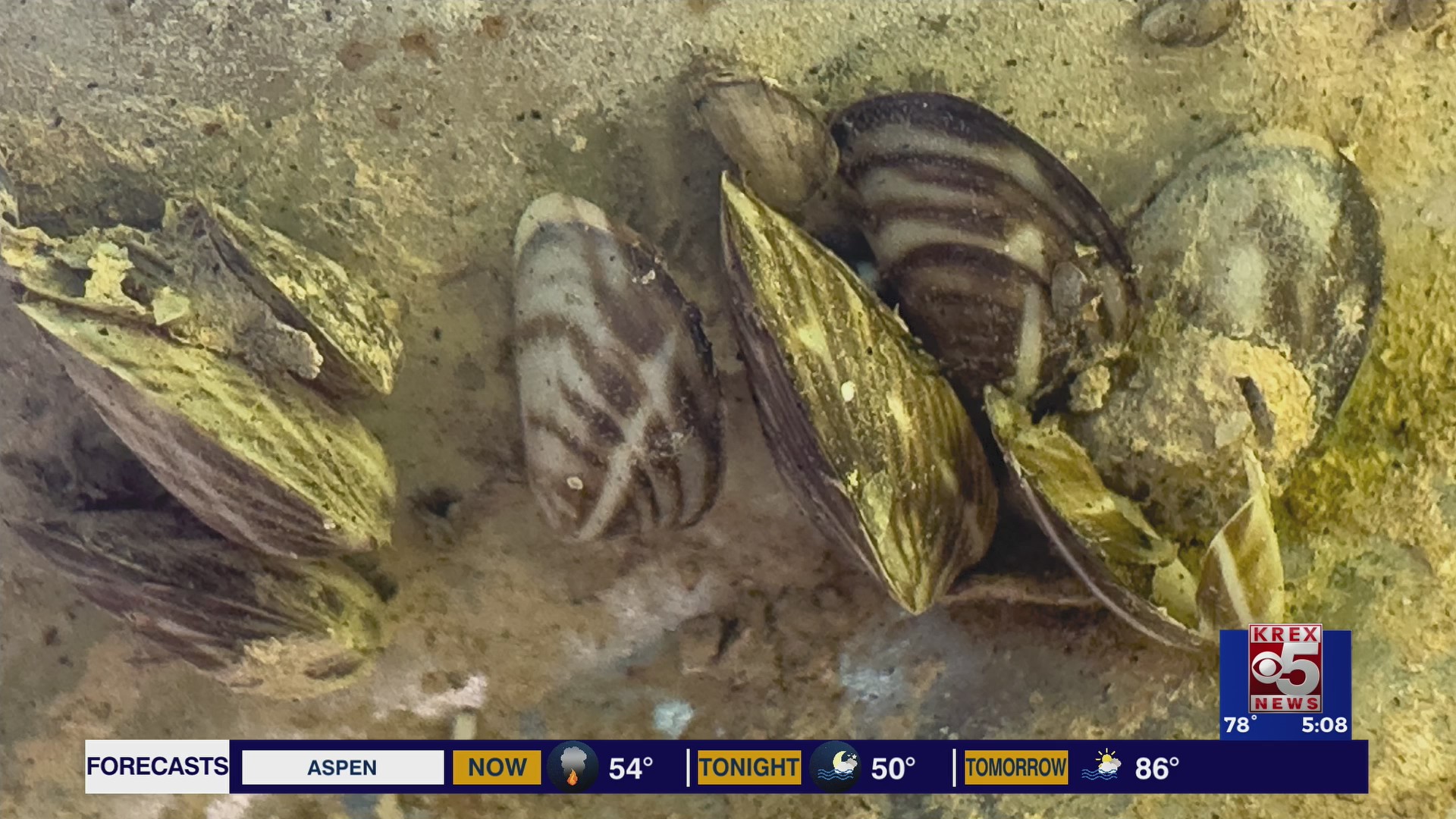 Invasive Zebra Mussels raising concerns on the Western Slope – FOX31 Denver