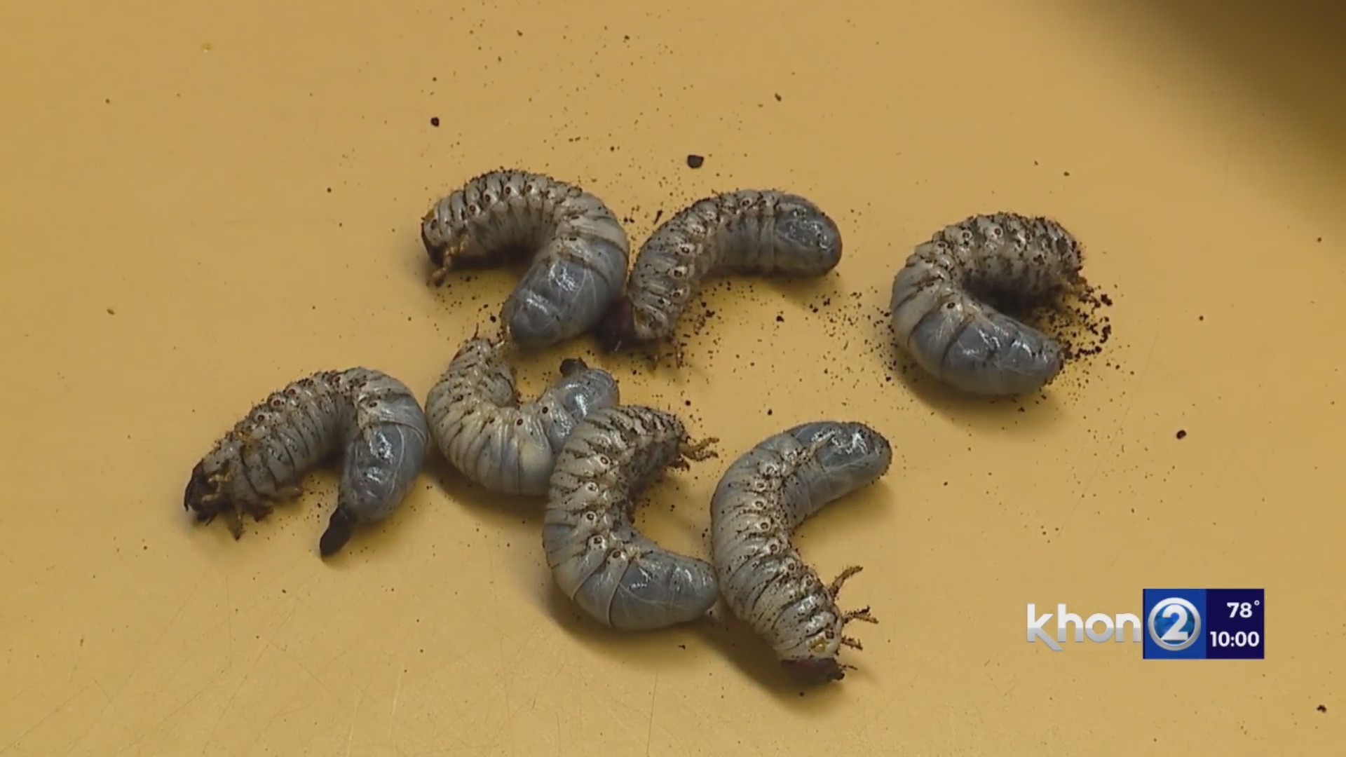 Hawaii showing signs of beetle spread but battle isn’t over – KHON2